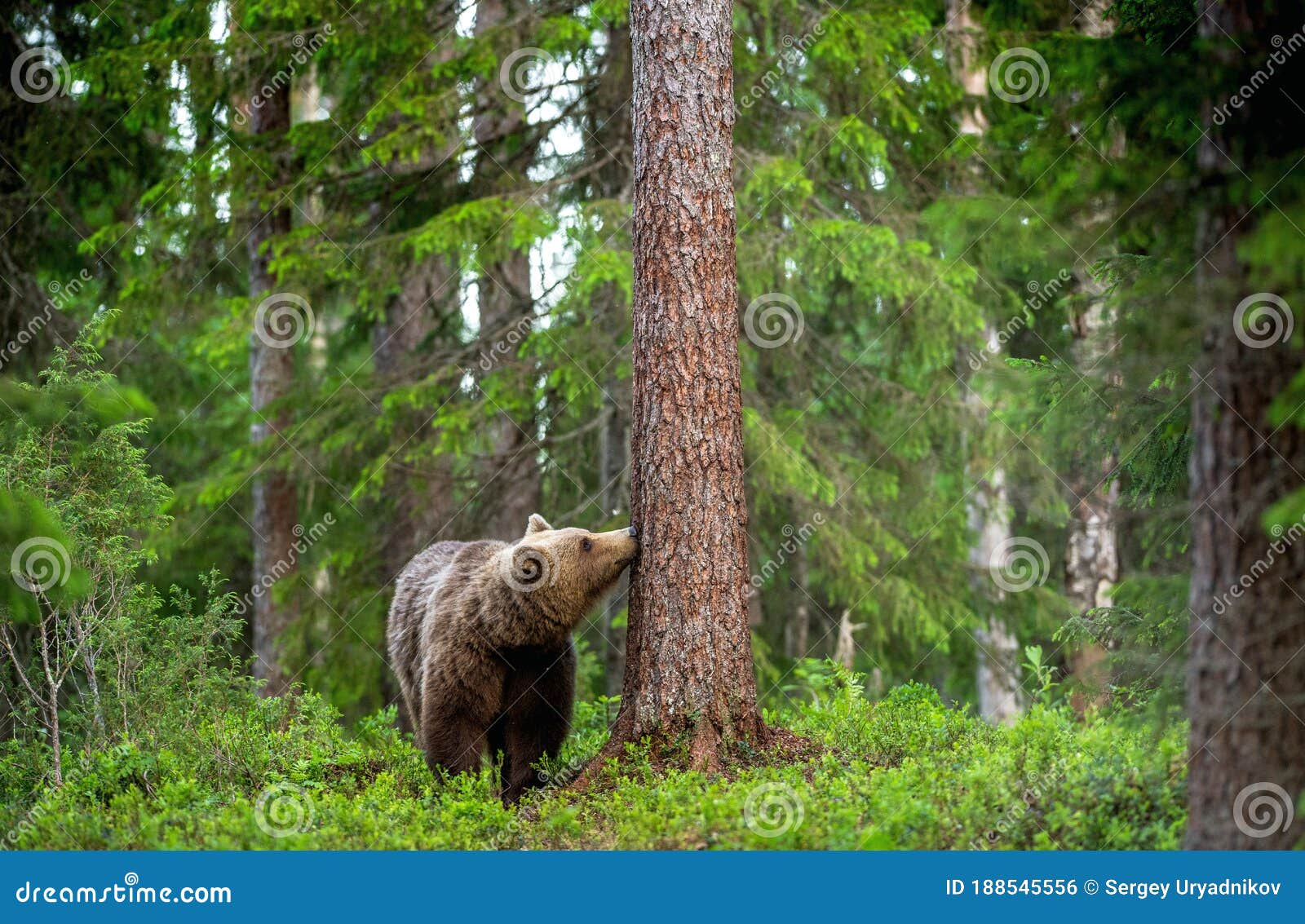 The Bear Sniffs a Tree. Brown Bear in the Summer Stock Photo - Image of ...