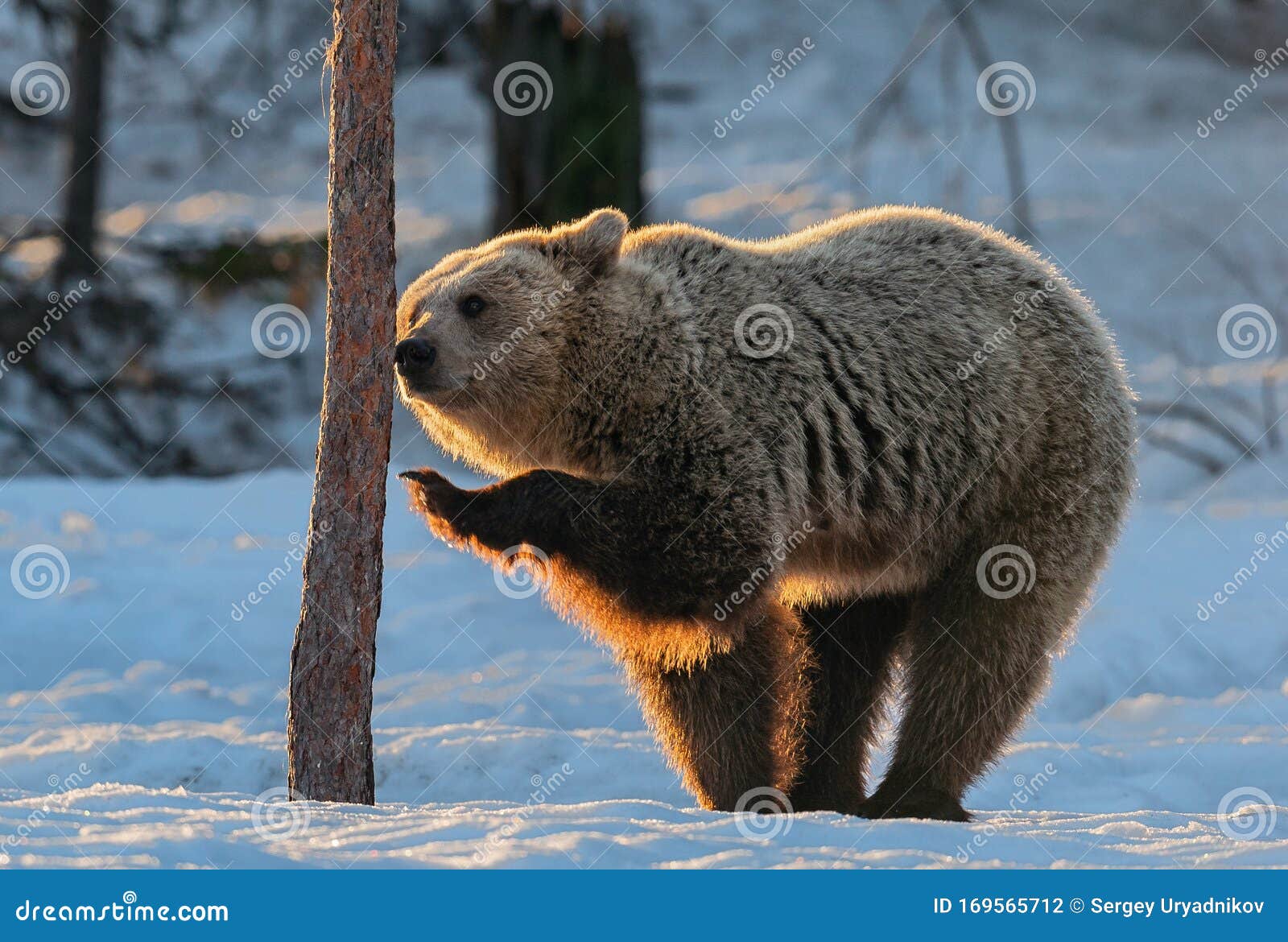 The Bear Sniffs a Tree. Brown Bear in the Winter Forest at Sunset Stock ...