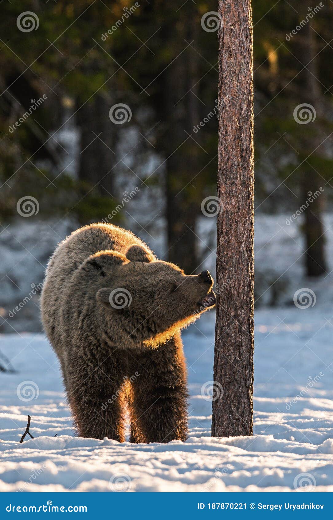 The Bear Sniffs a Tree. Brown Bear in the Winter Forest at Sunset Stock ...