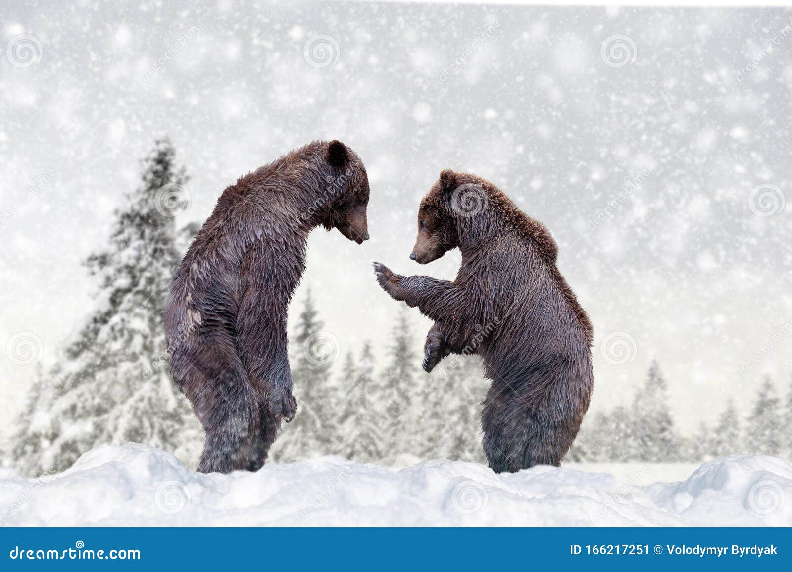 Bear in a Snow on Winter Background Stock Image - Image of christmas ...