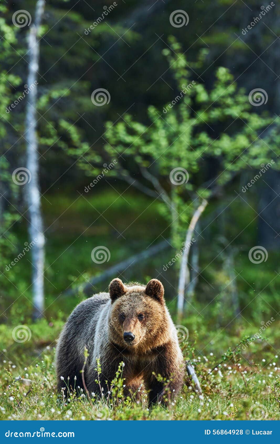 Bear in Spring stock photo. Image of brown, nature, predator - 56864928