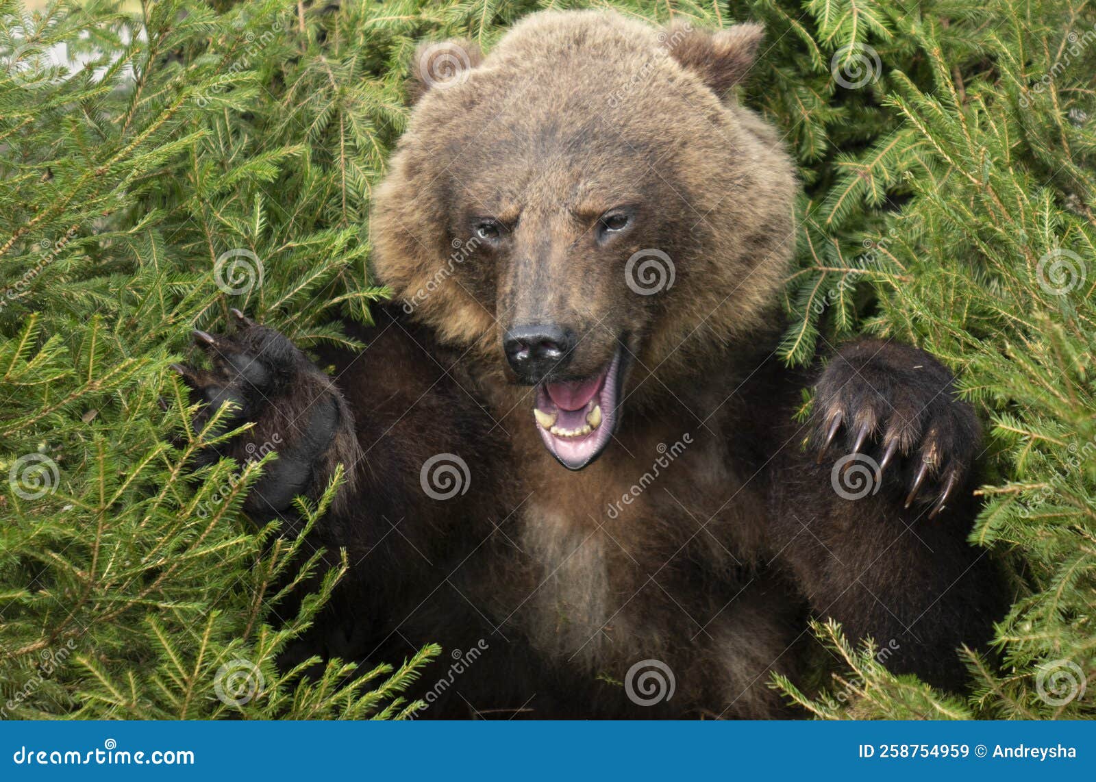 An Aggressive Big Bear Attacks, Baring Its Claws. Stock Image - Image ...