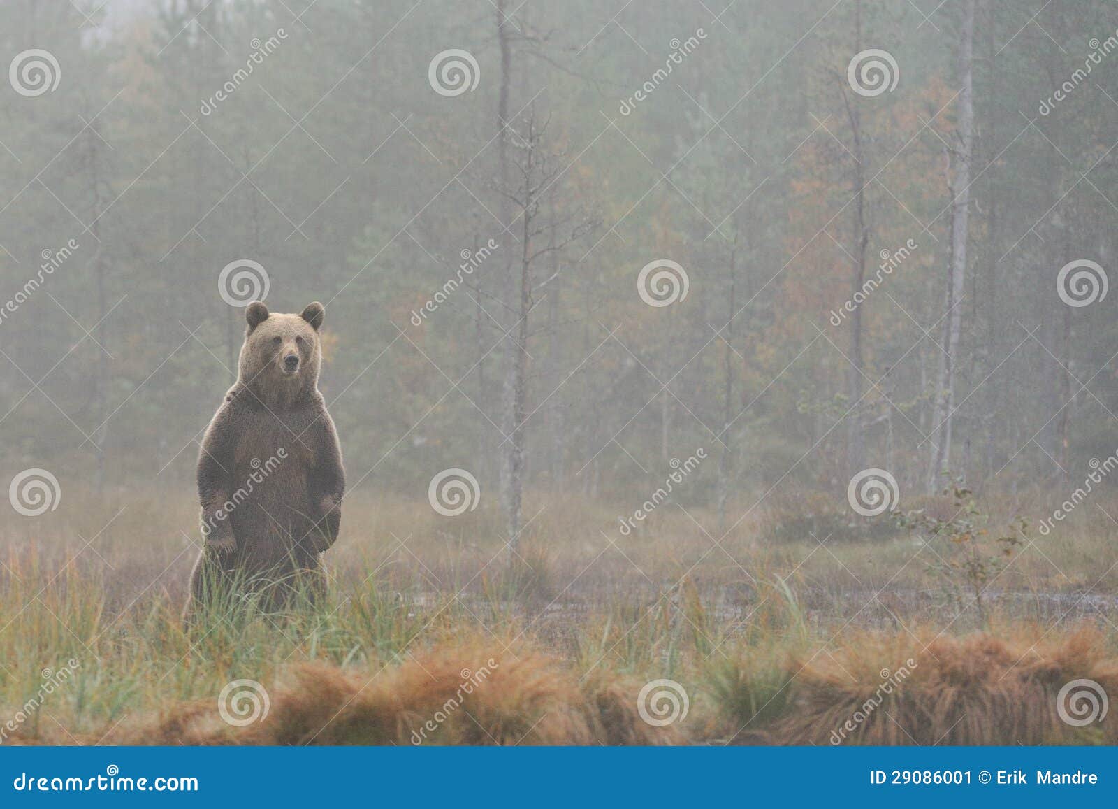 Bear standing in the mist stock image. Image of arctos - 29086001