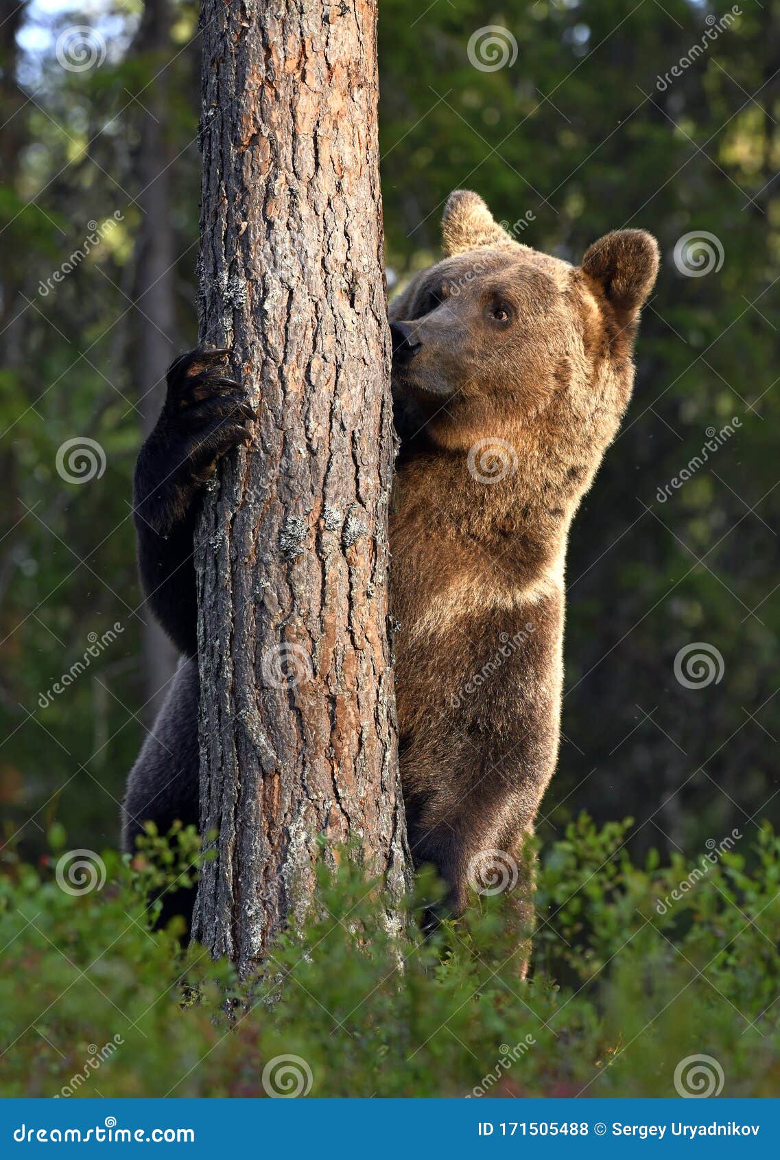 A Bear Stands on Its Hind Legs and Sniffs a Tree. Stock Photo - Image ...