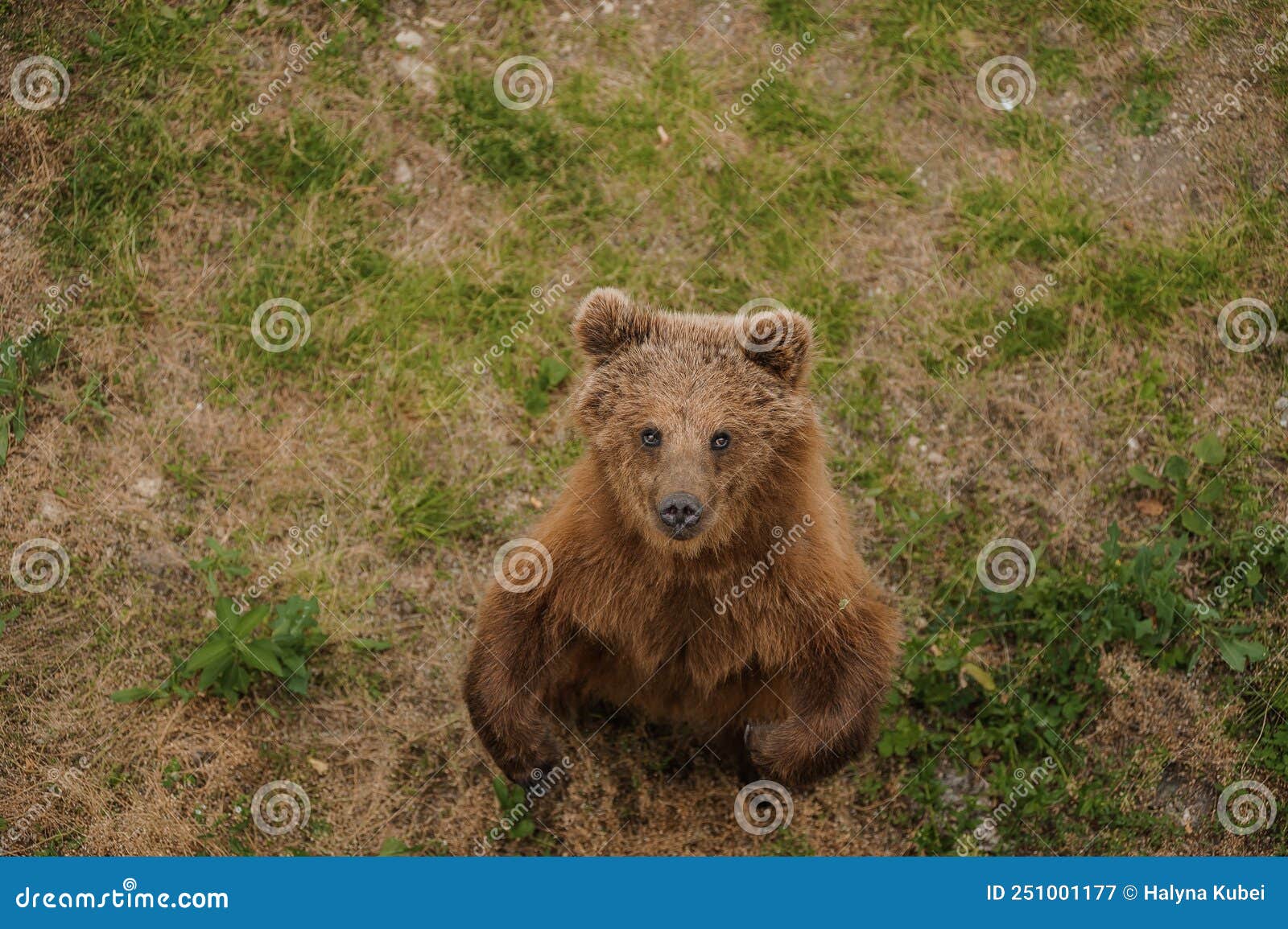 The Bear Stands on Two Legs. Brown Bear in the Forest Stock Image ...
