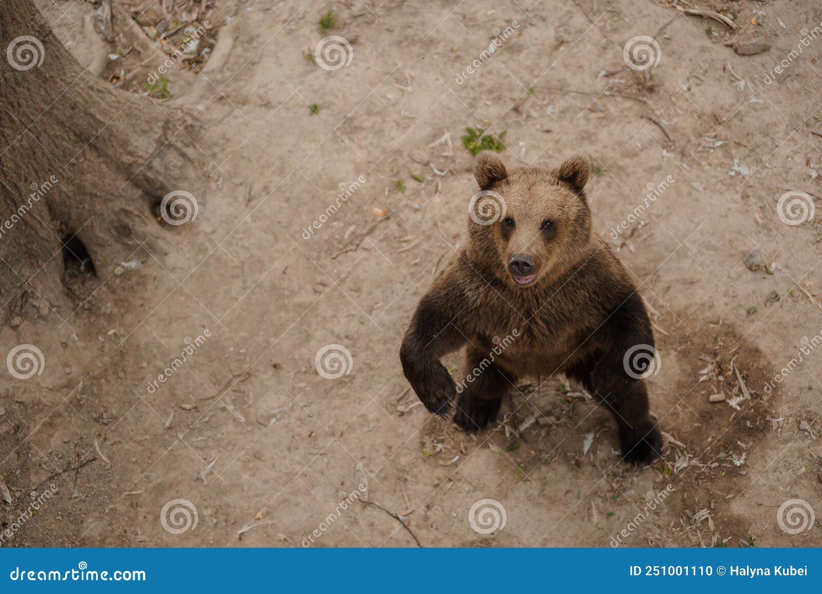 The Bear Stands on Two Legs. Brown Bear in the Forest Stock Photo ...