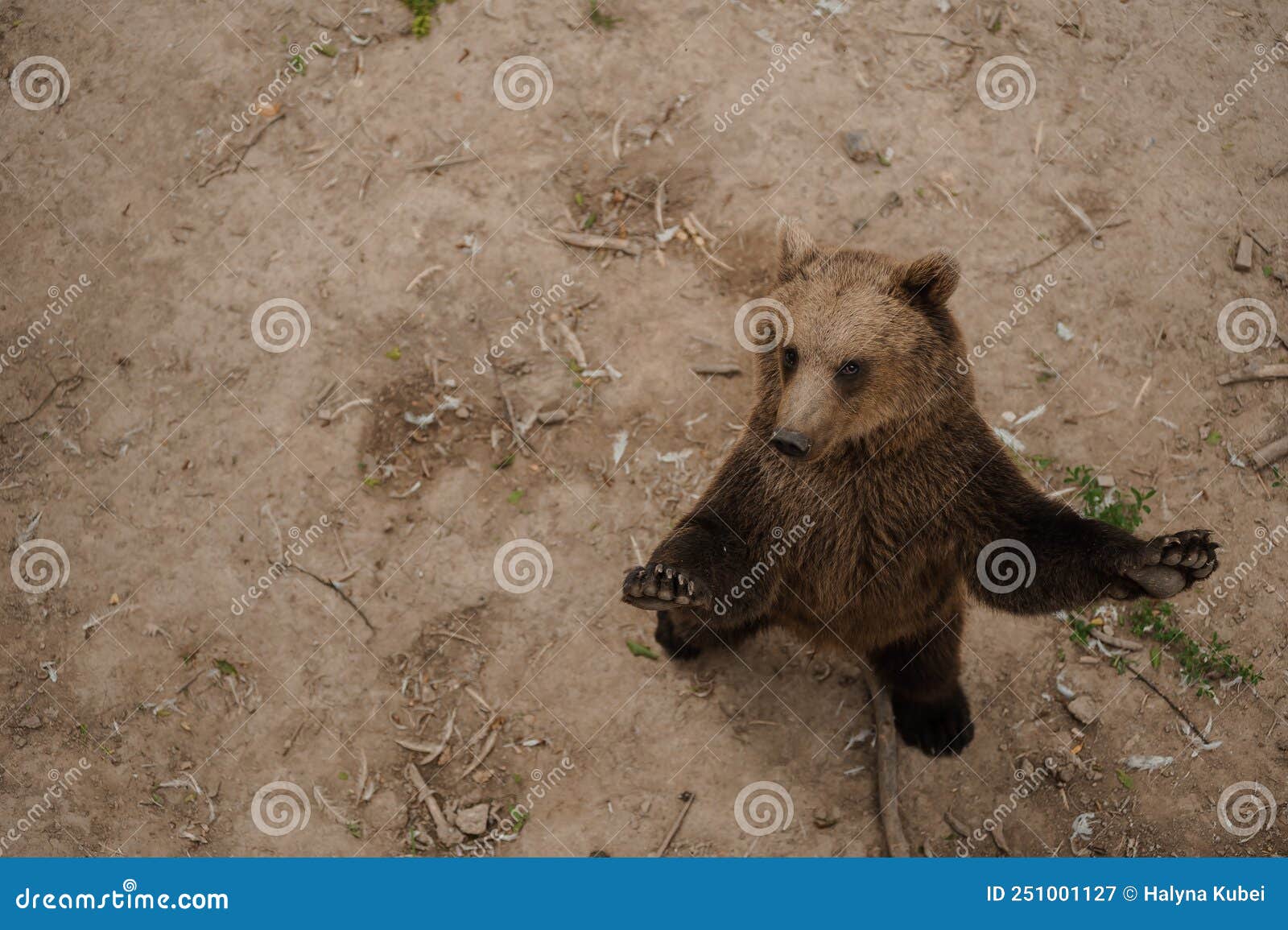 The Bear Stands on Two Legs. Brown Bear in the Forest Stock Image ...