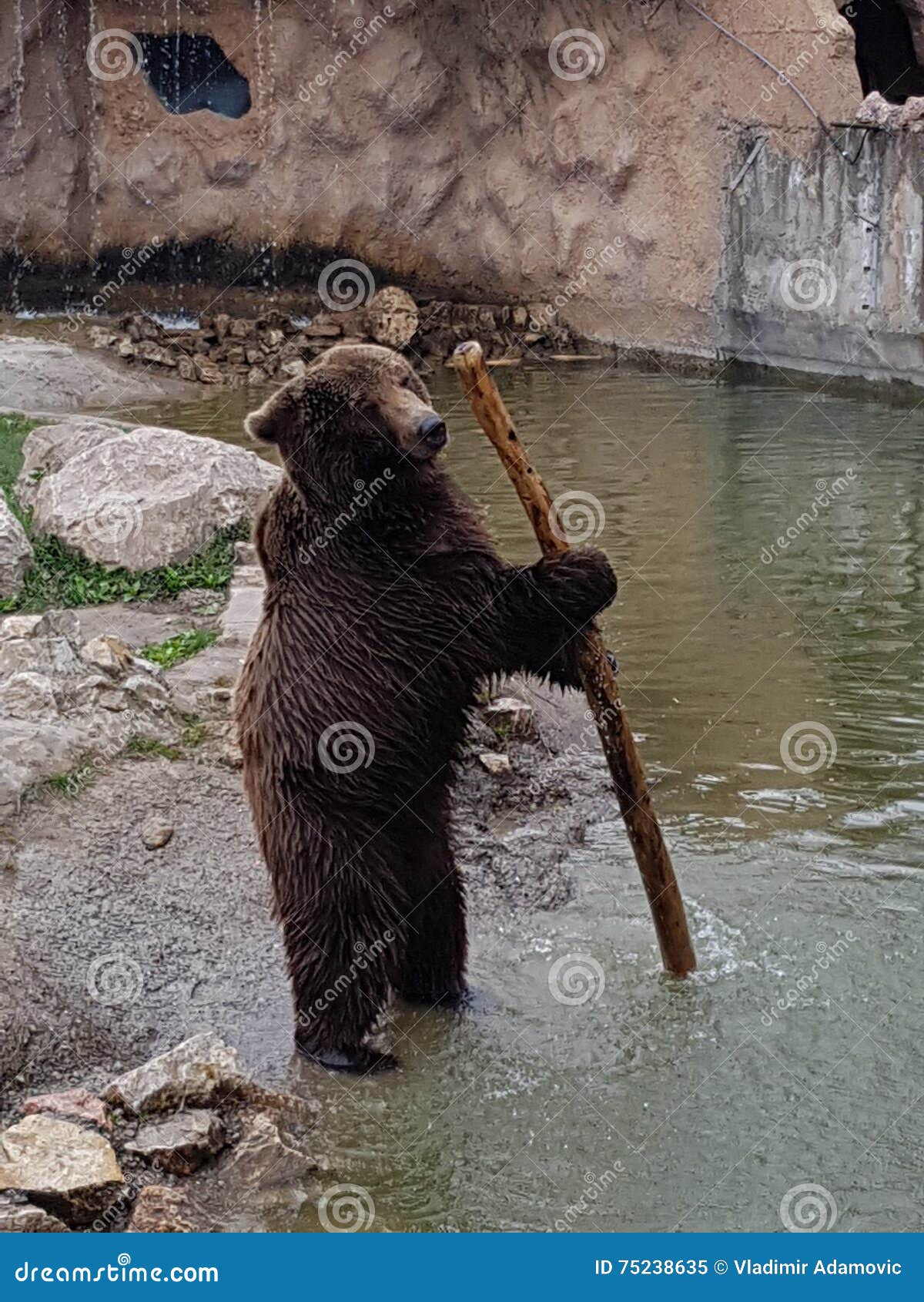 Bear with the stick stock image. Image of stick, bear - 75238635