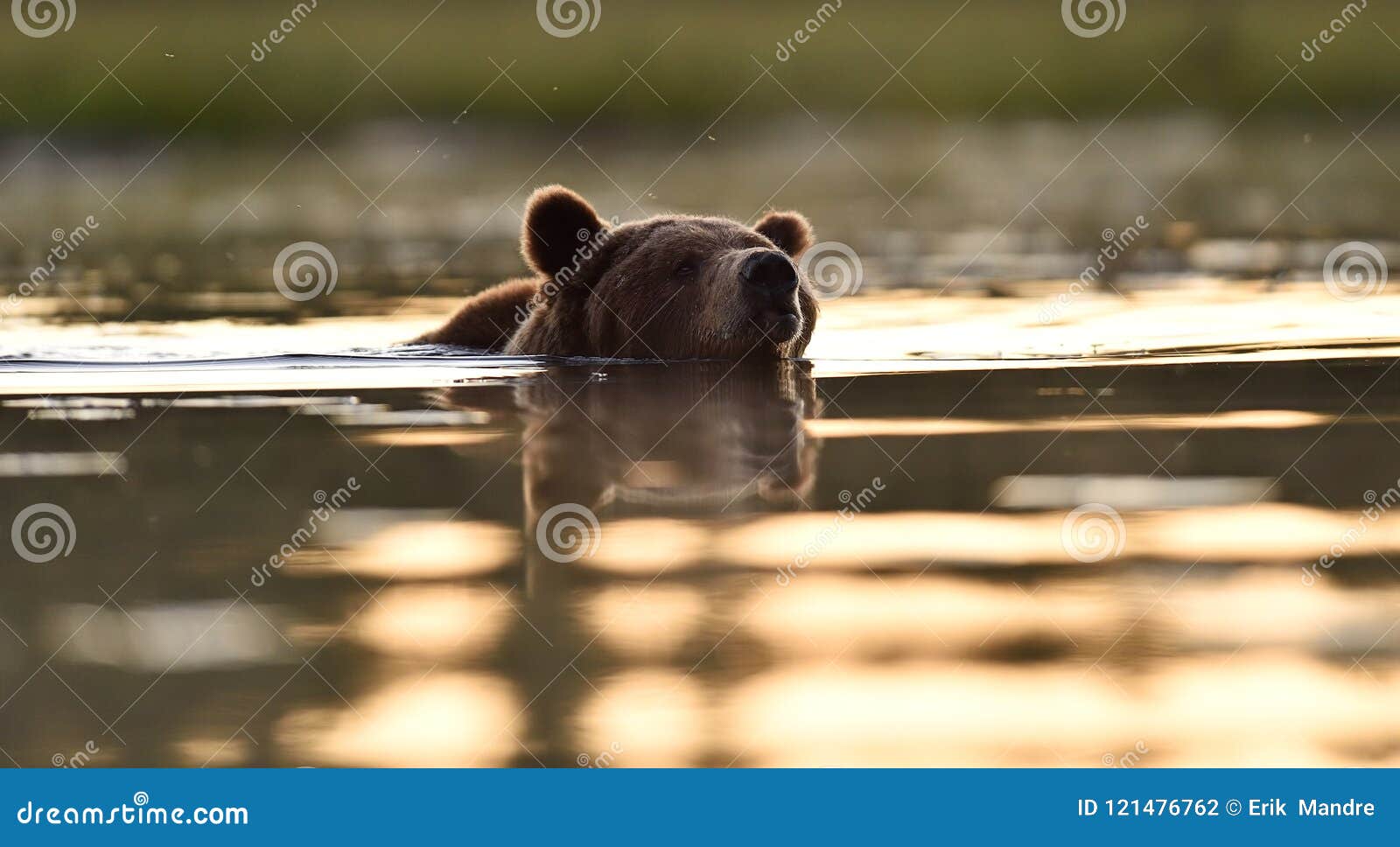 Brown bear swims in a pond stock photo. Image of nature - 121476762