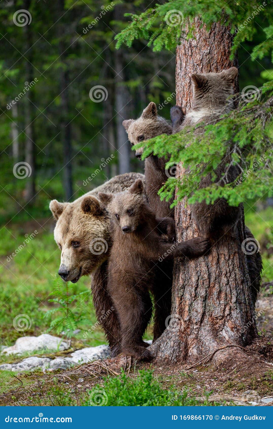She-bear with Three Cubs in the Forest. Stock Photo - Image of cubs ...