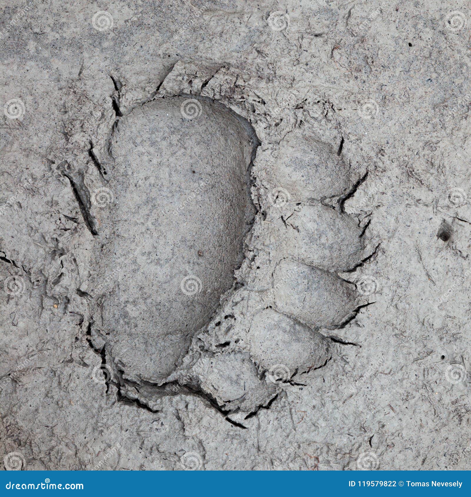 Bear Track in Soft Mud at the Edge of a River Stock Photo - Image of ...