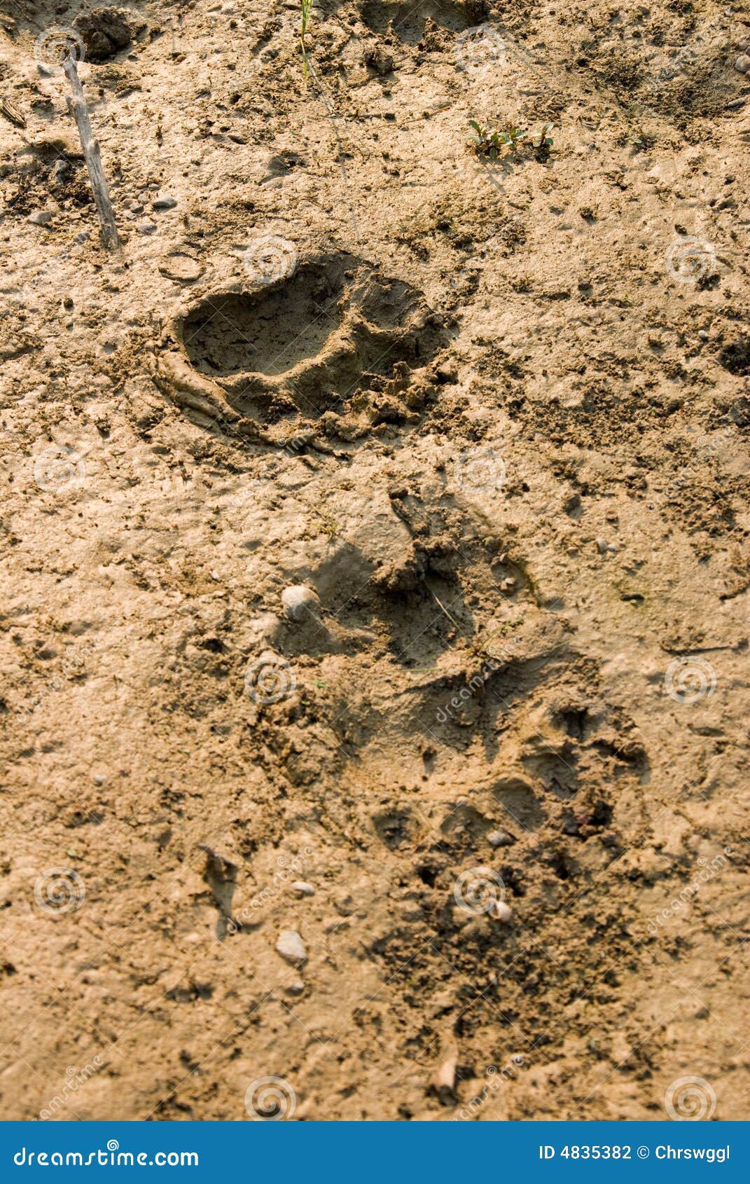 Bear Tracks stock photo. Image of wildlife, tracks, brown - 4835382