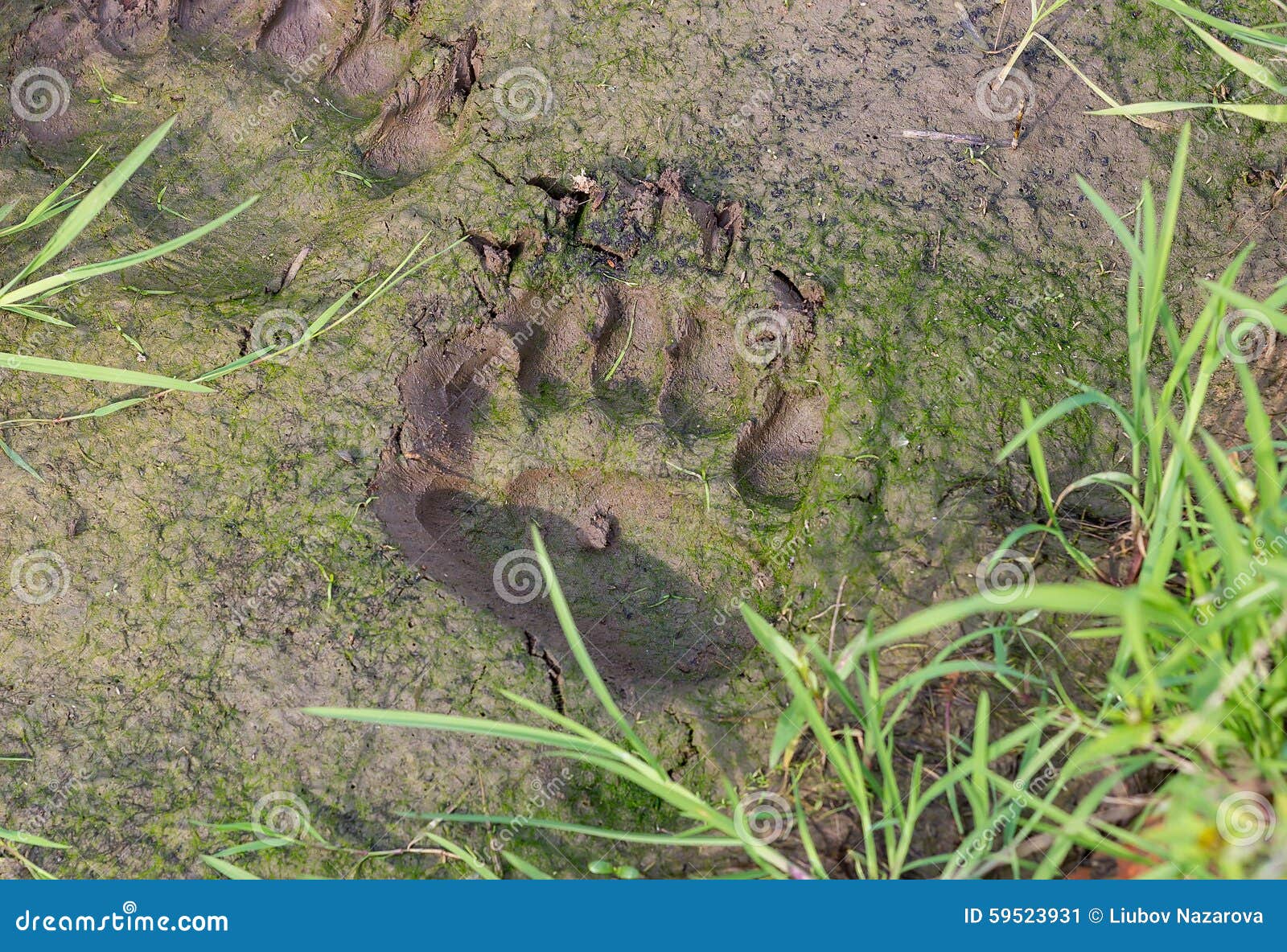 Bear tracks stock image. Image of claw, ground, august - 59523931