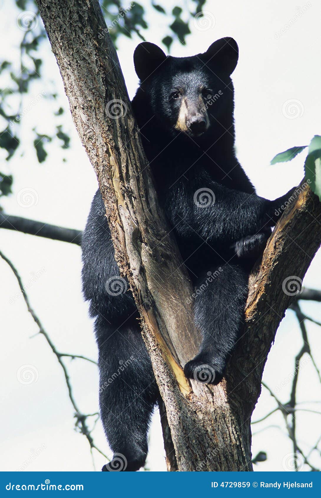 Bear in a Tree stock image. Image of climber, tree, bear - 4729859