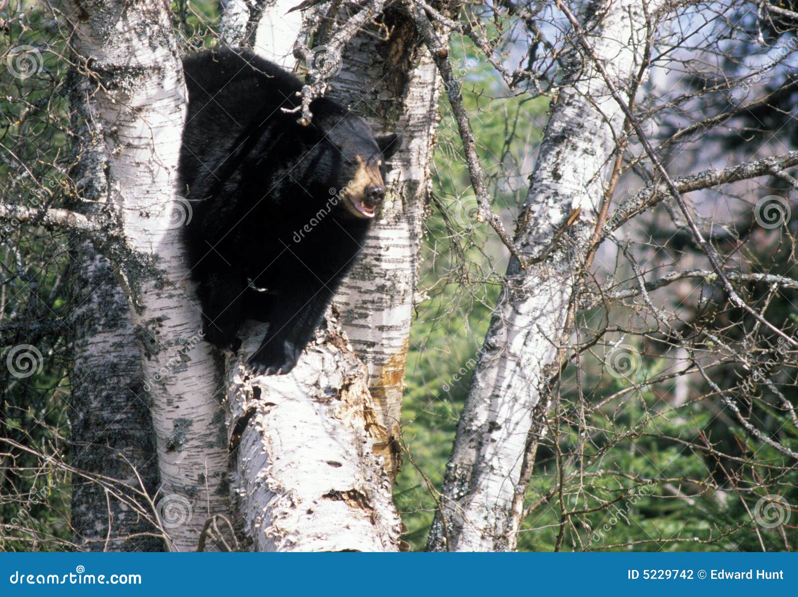 Bear Tree stock photo. Image of predator, brown, national - 5229742