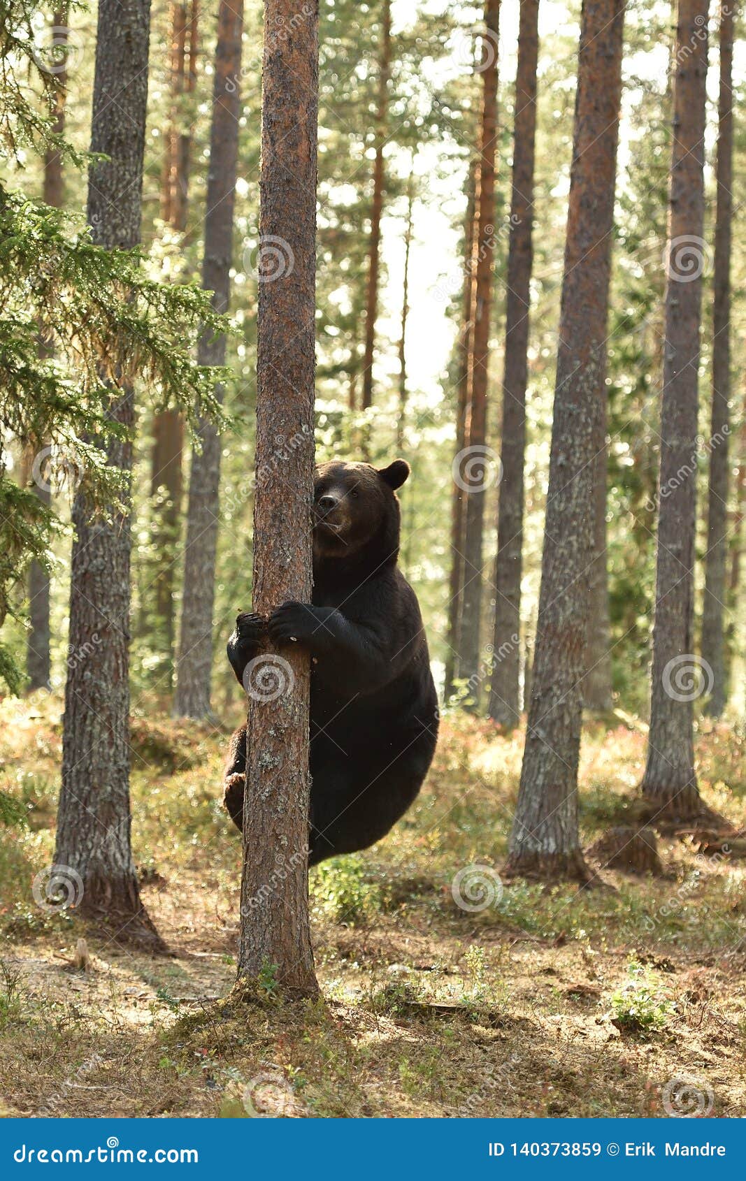 Bear climbing on a tree stock image. Image of daylight - 140373859