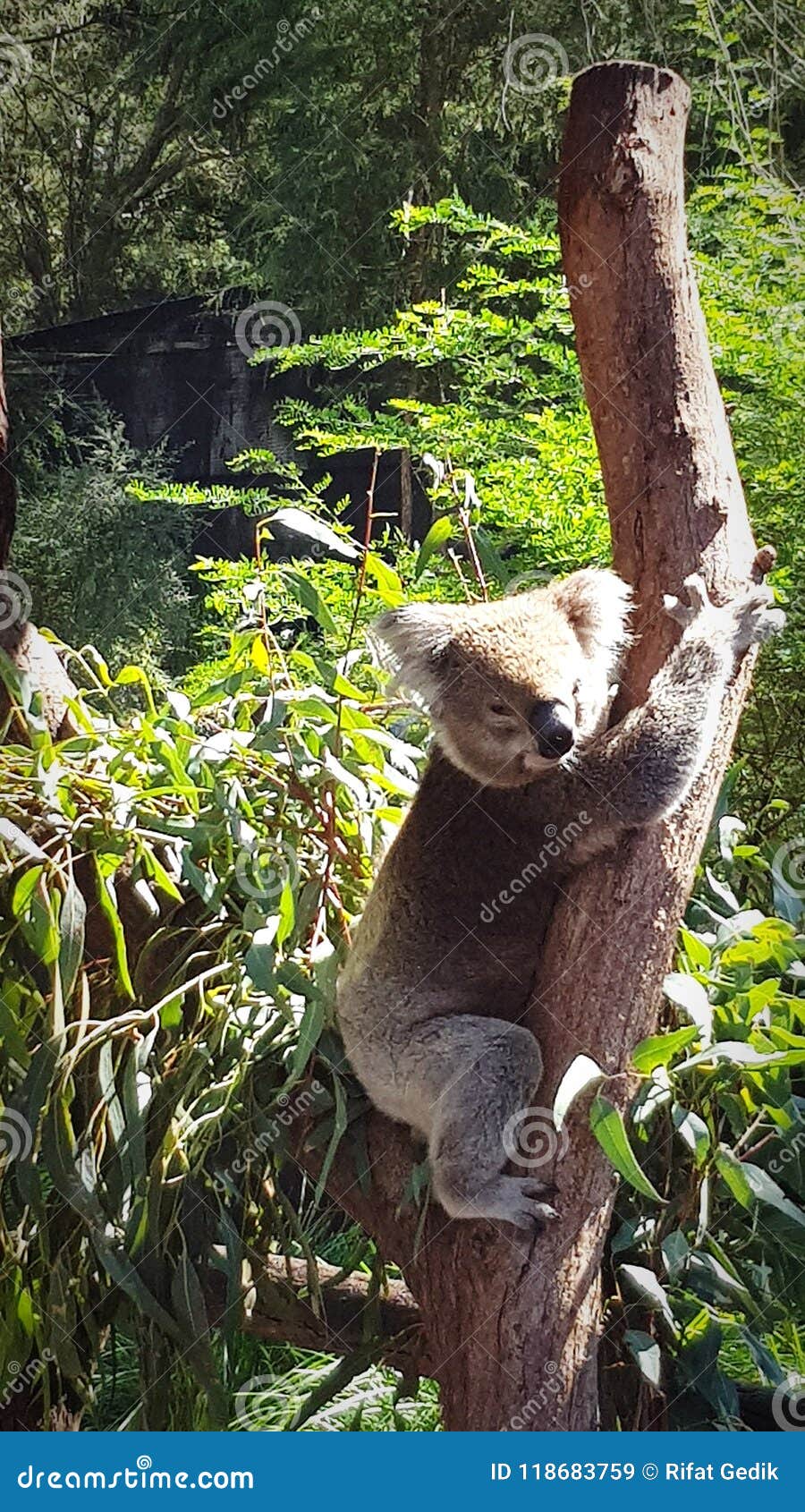Koala stock image. Image of koala, bear, hanging, tree - 118683759