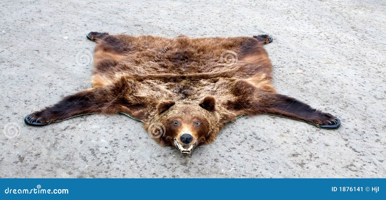 Bear trophy stock image. Image of hunter, taxidermist - 1876141