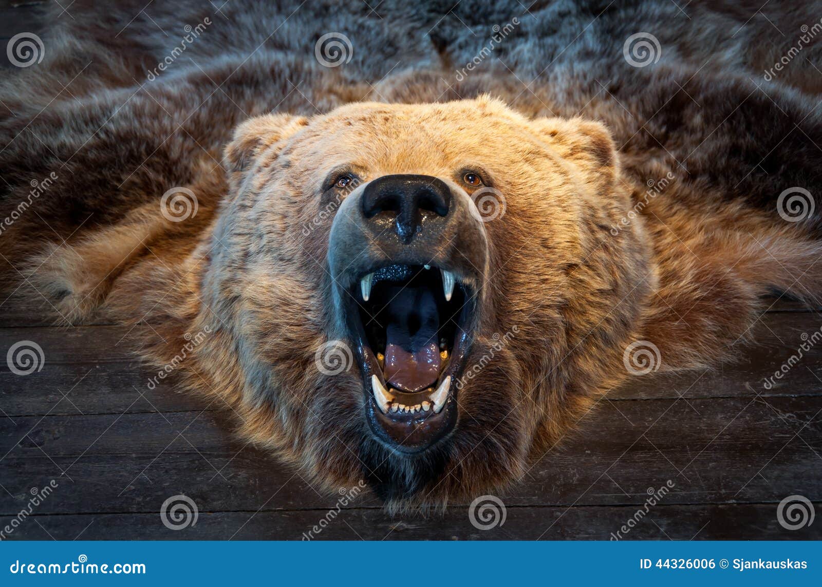 Bear trophy stock photo. Image of hairy, skin, teeth - 44326006