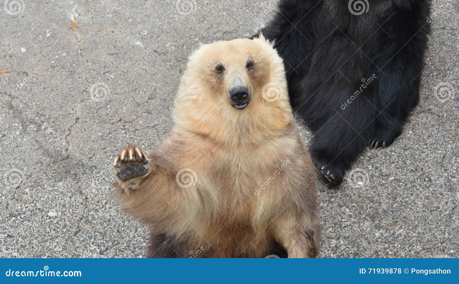 Bear waiting for some food stock photo. Image of beauty - 71939878