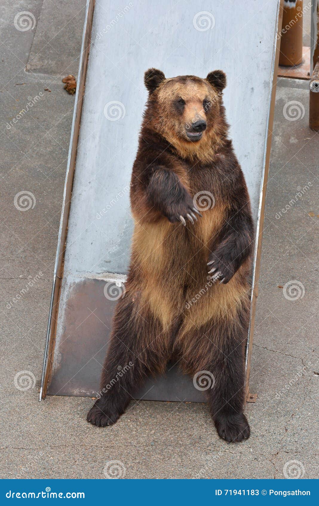 Bear waiting for some food stock image. Image of closeup - 71941183