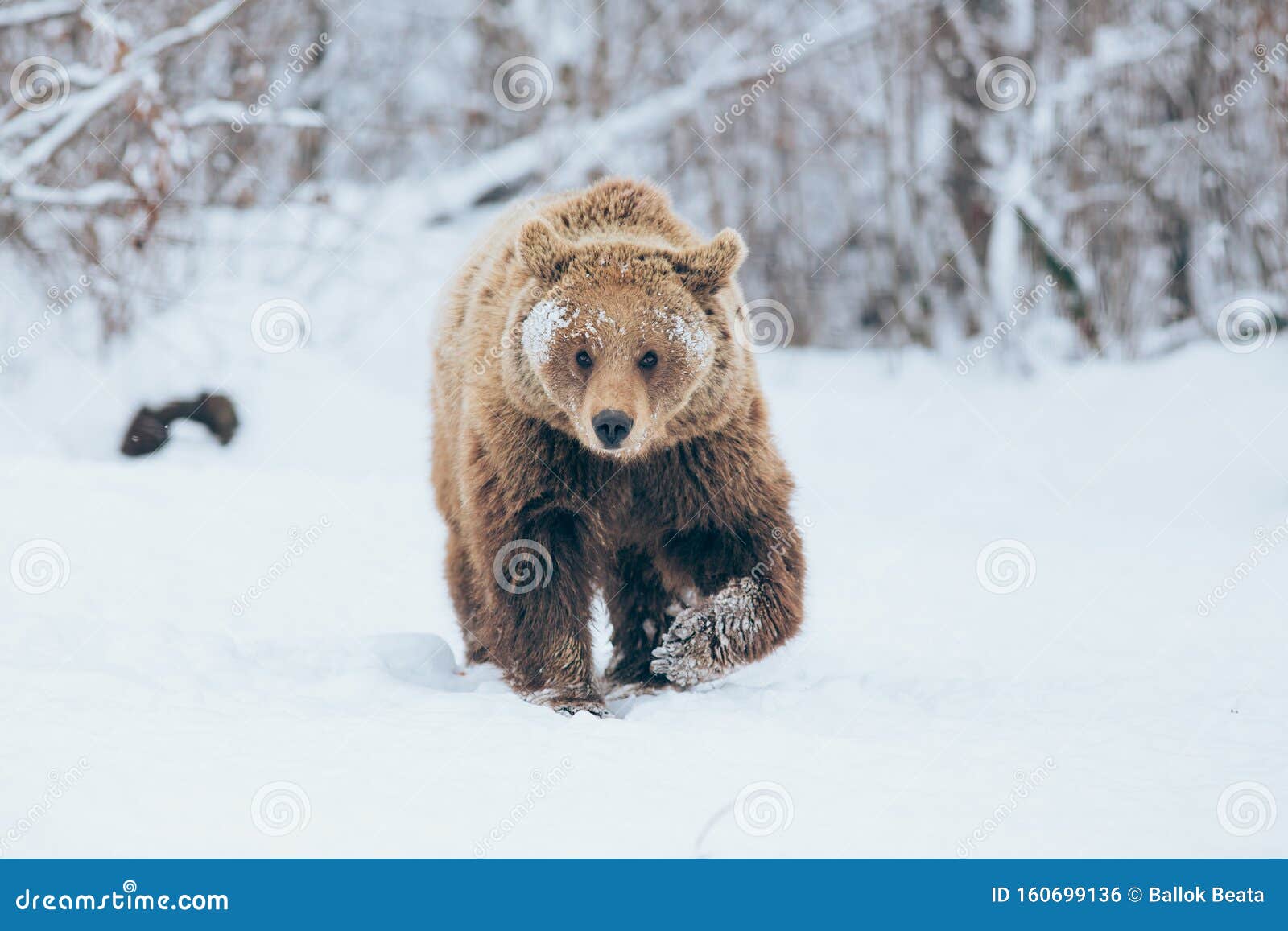 Bear Walking in Winter Landscape. Hibernation Time for Bears Stock ...