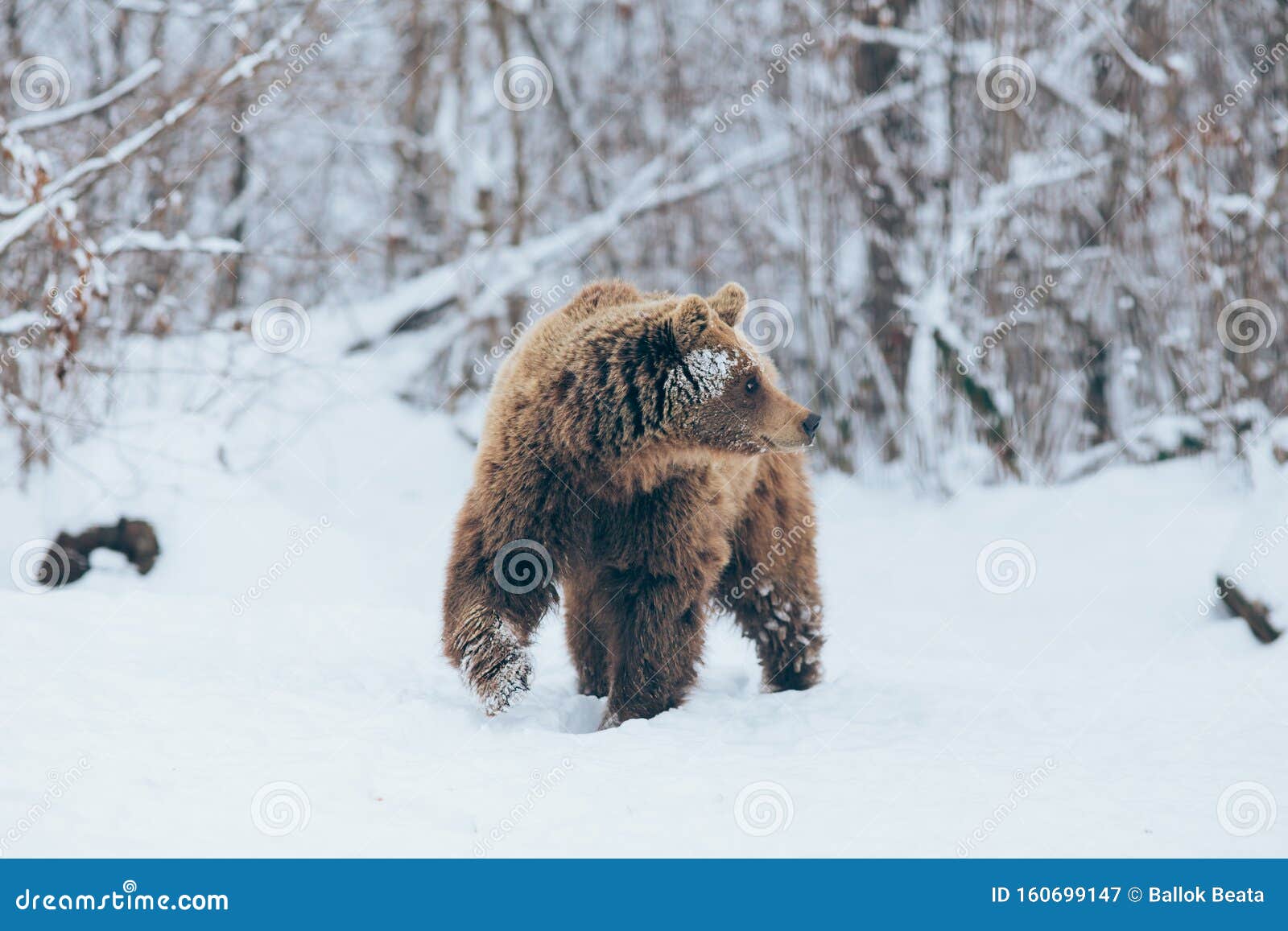 Bear Walking in Winter Landscape. Hibernation Time for Bears Stock ...