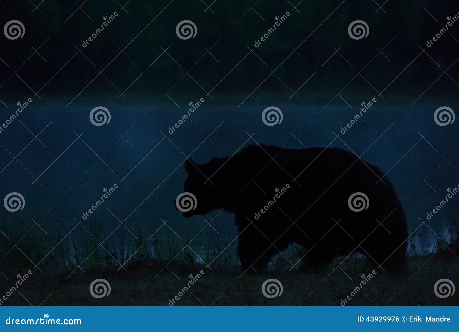 Bear walking at night stock photo. Image of killer, night - 43929976