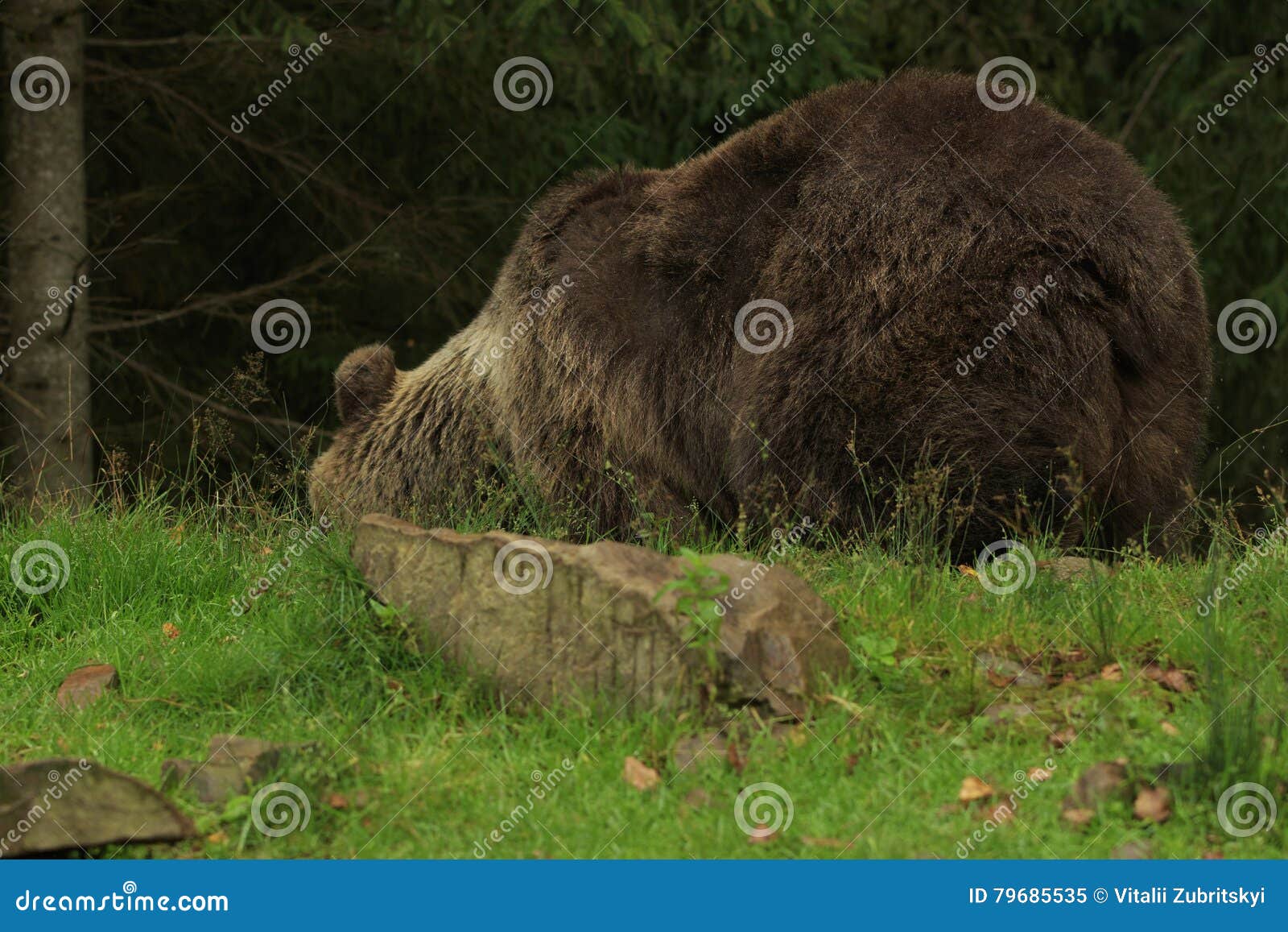 Bear Watching stock image. Image of walk, green, fluffy - 79685535