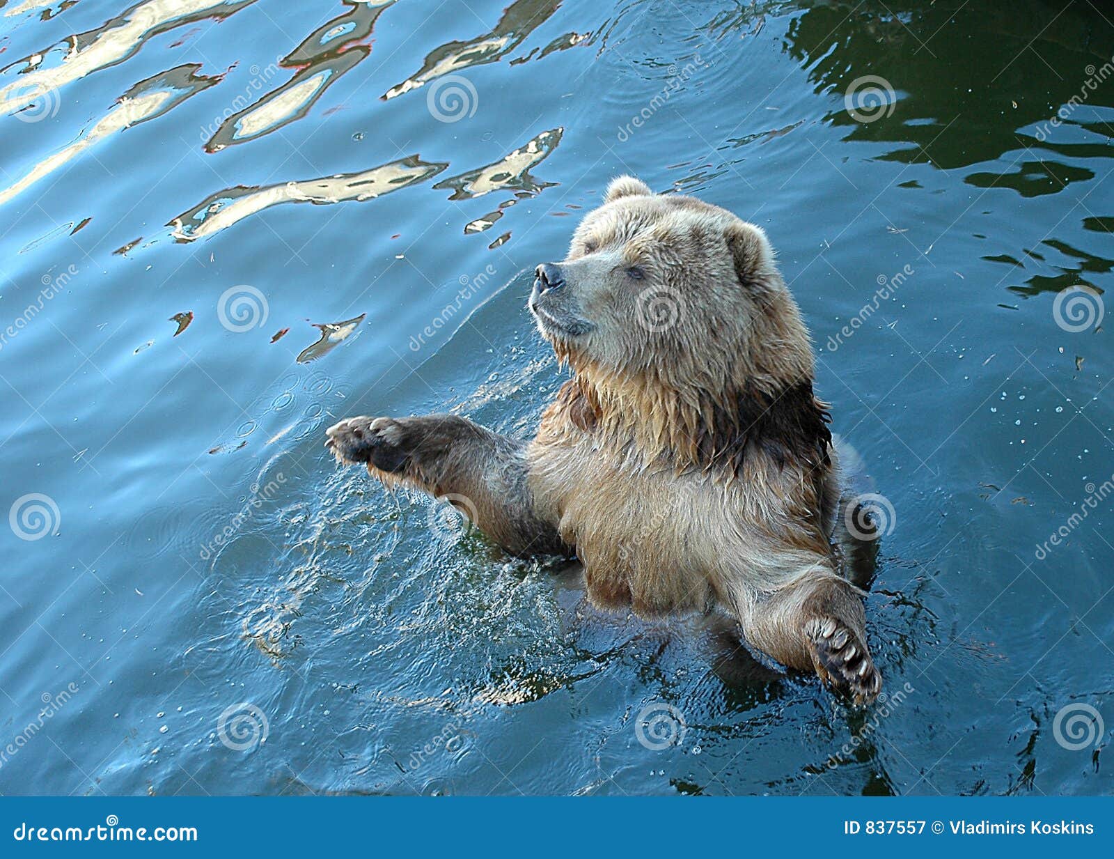 Bear in Water stock image. Image of swim, nature, natural - 837557