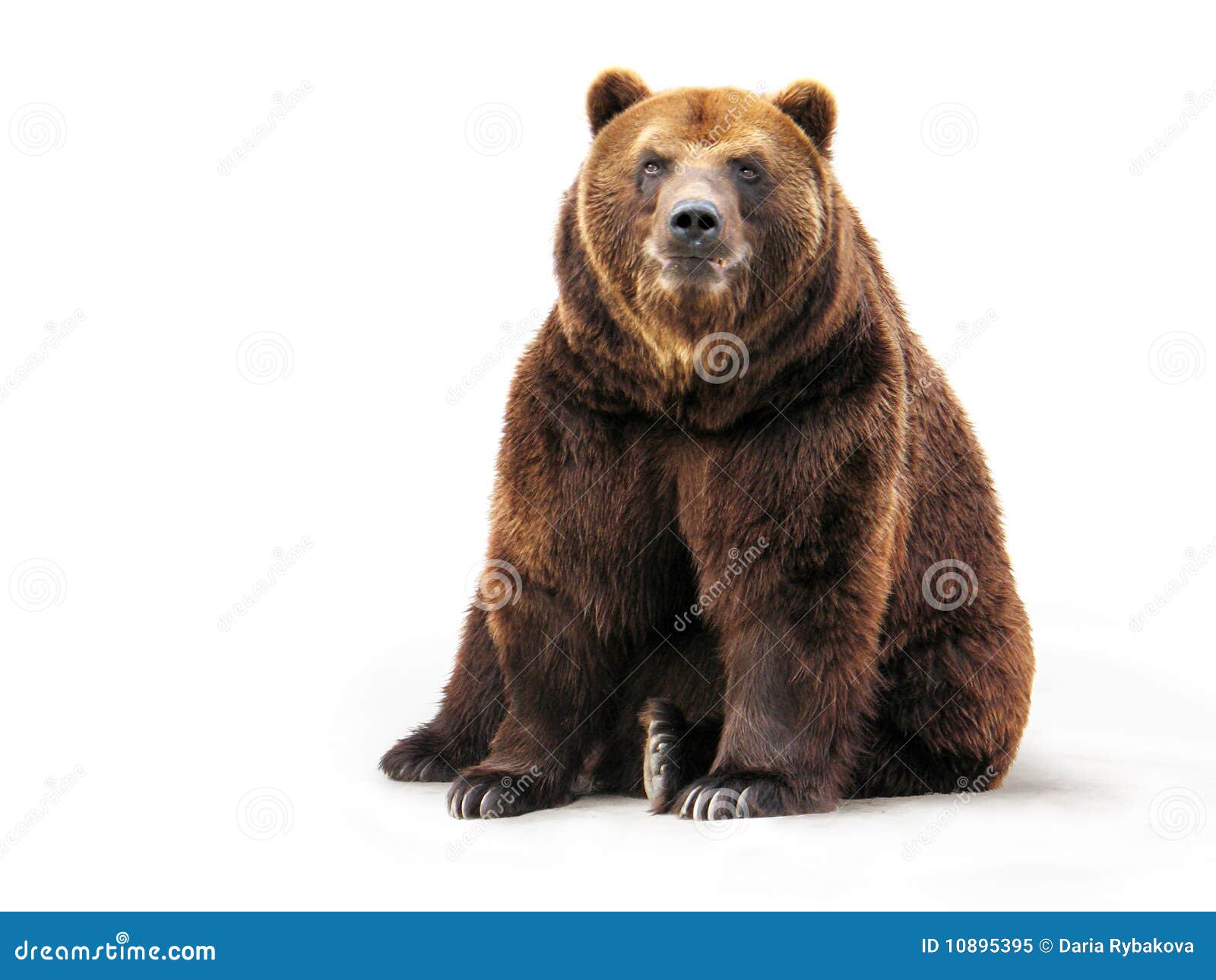 Grizzly Bear White Background