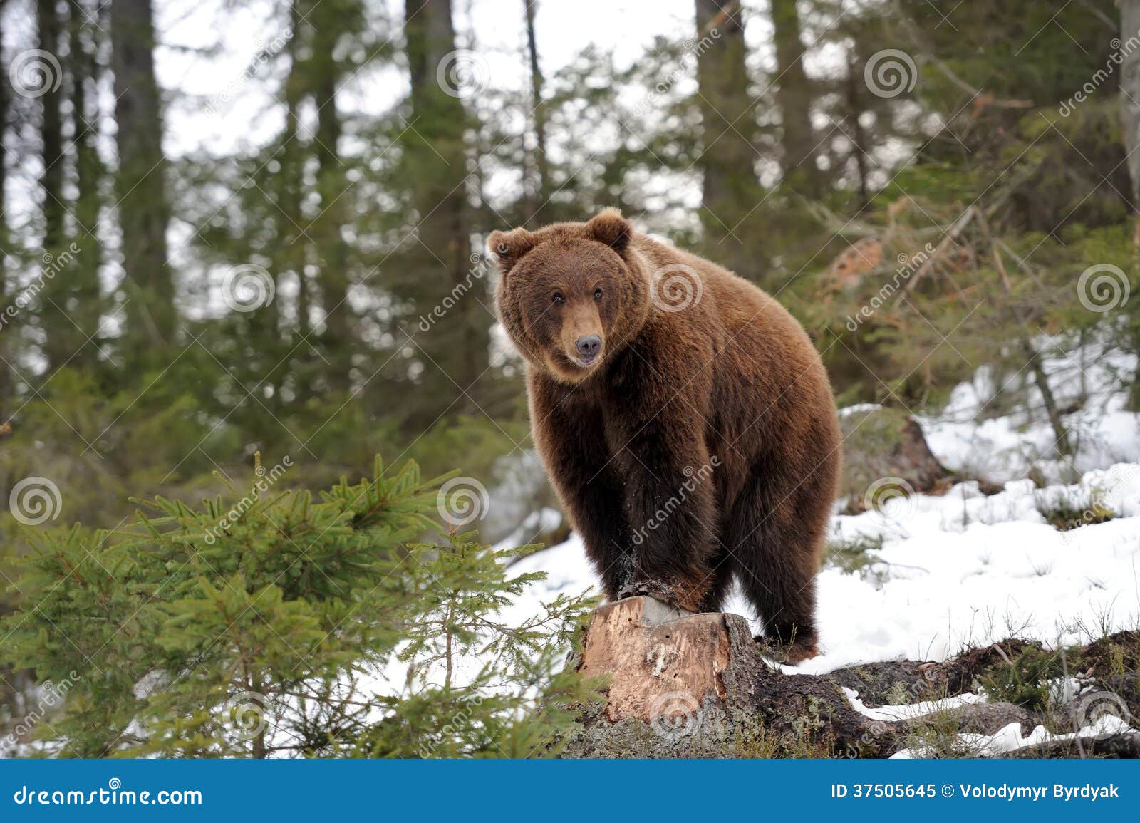Bear in winter stock image. Image of brown, bear, look - 37505645