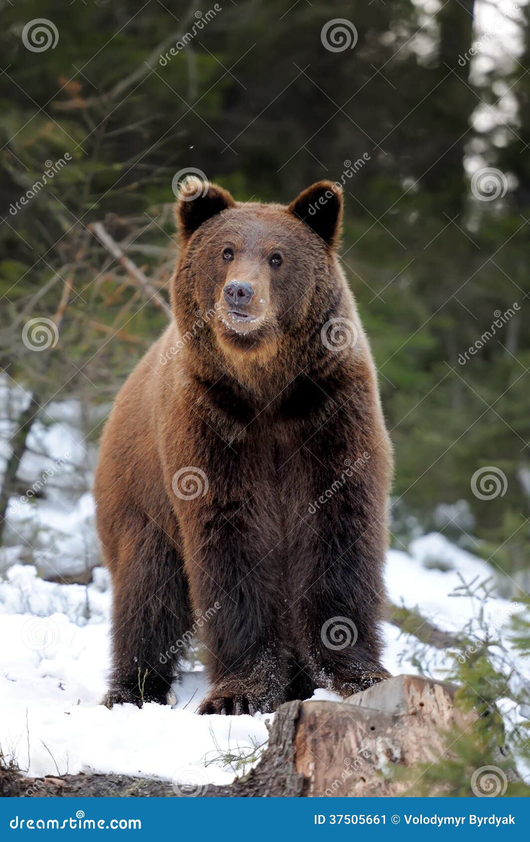 Bear in winter stock image. Image of angry, beautiful - 37505661