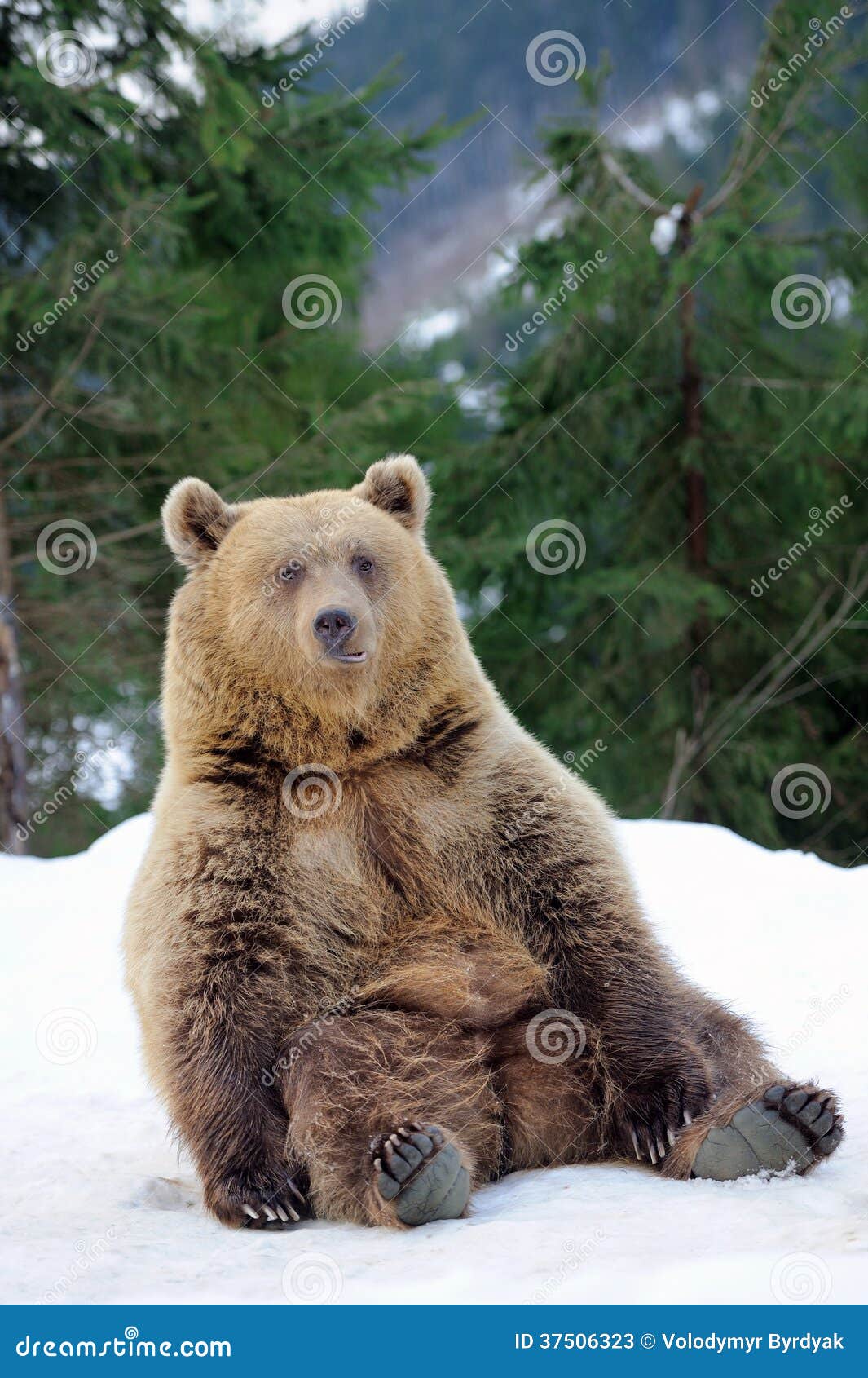 Bear in winter stock image. Image of fauna, forest, cute - 37506323