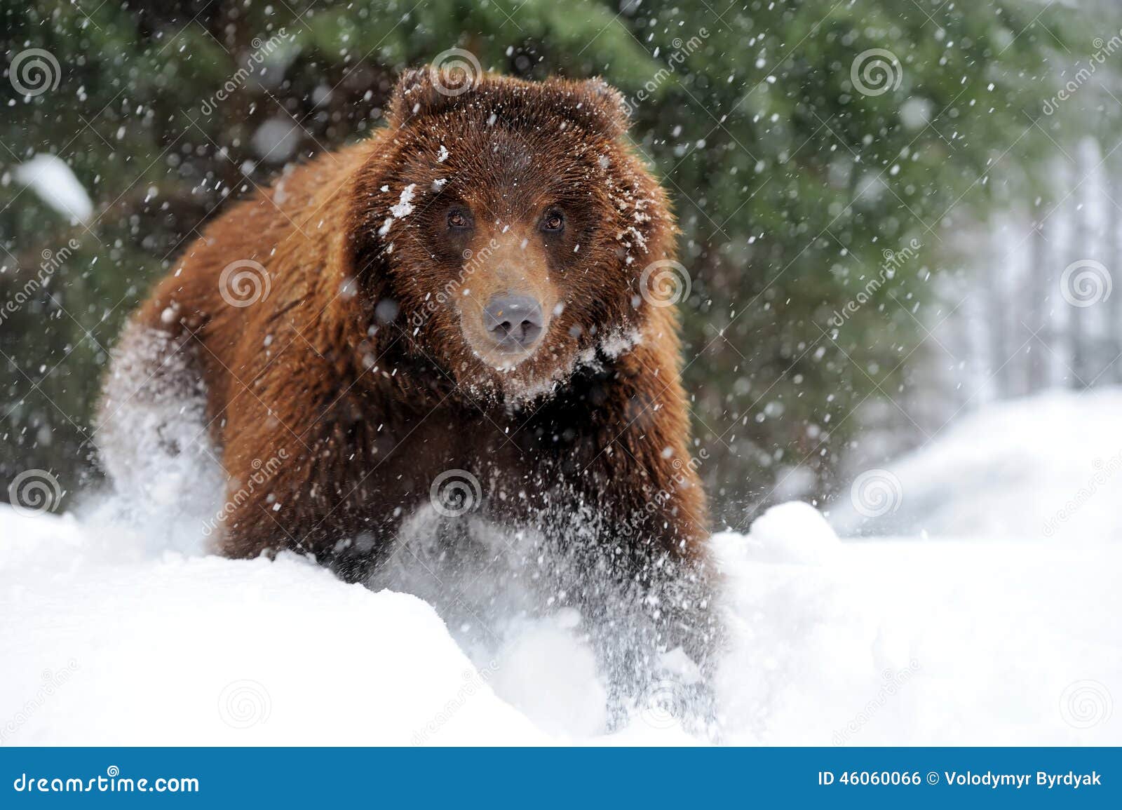 Bear in winter forest stock photo. Image of evening, ursus - 46060066