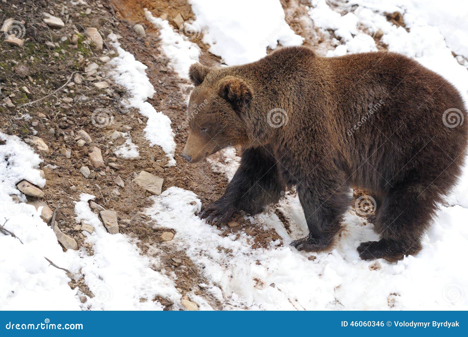 Bear in winter forest stock photo. Image of tree, grizzly - 46060346