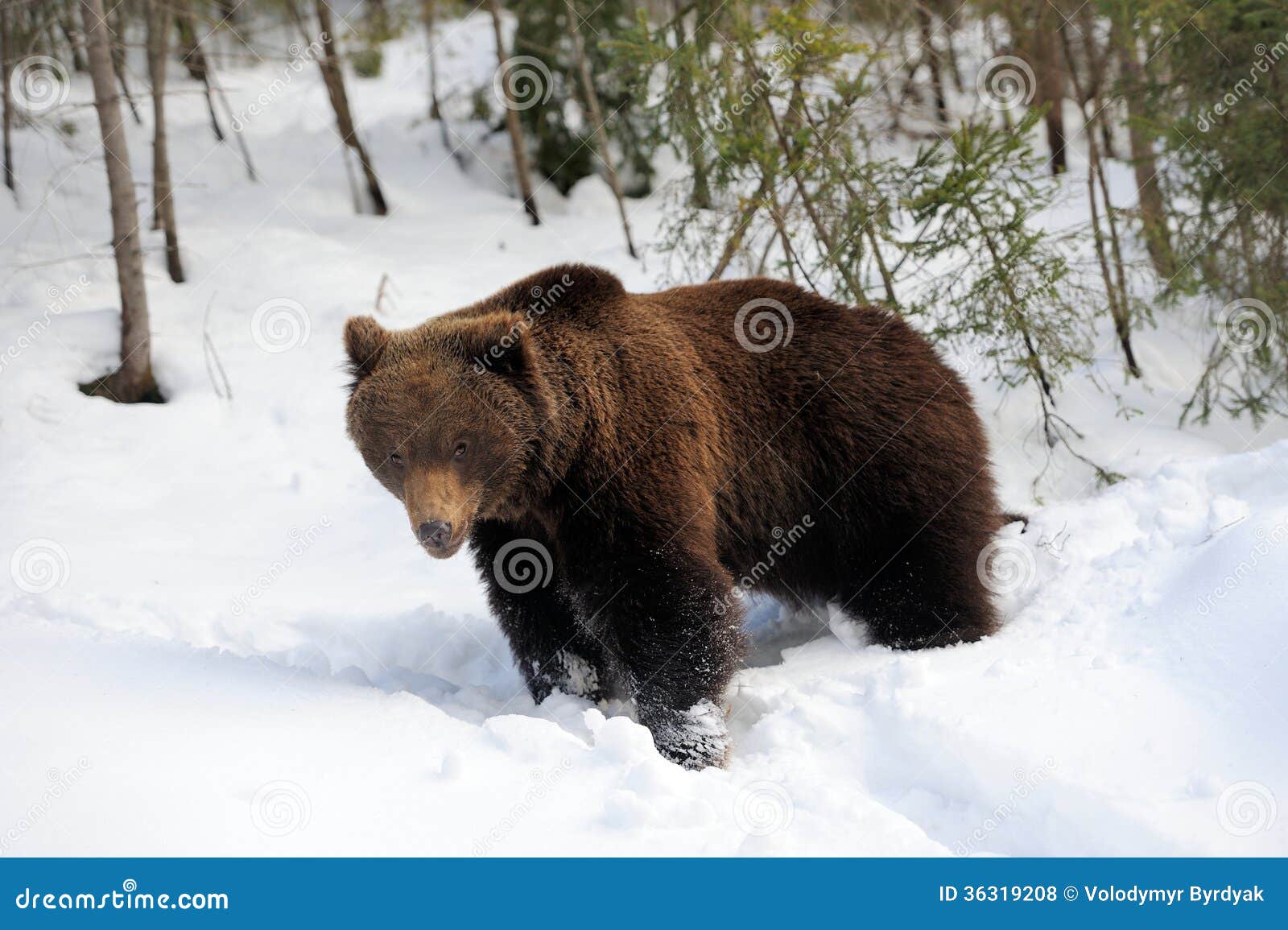 Bear in winter stock photo. Image of forest, bears, background - 36319208