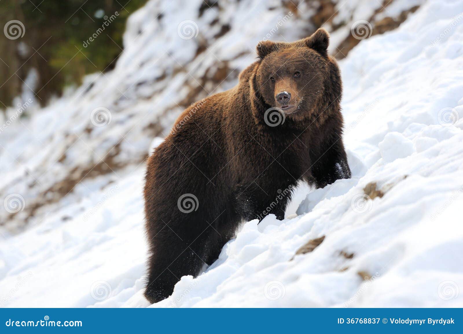 Bear in winter stock image. Image of brown, finland, forest - 36768837
