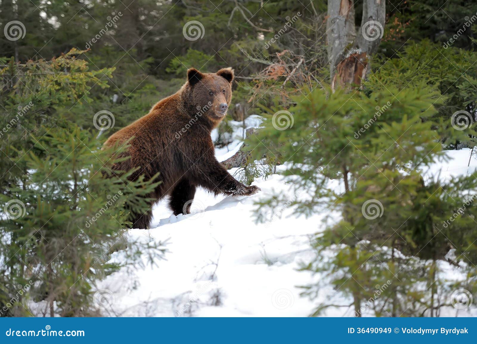 Bear in winter stock image. Image of finland, male, forest - 36490949