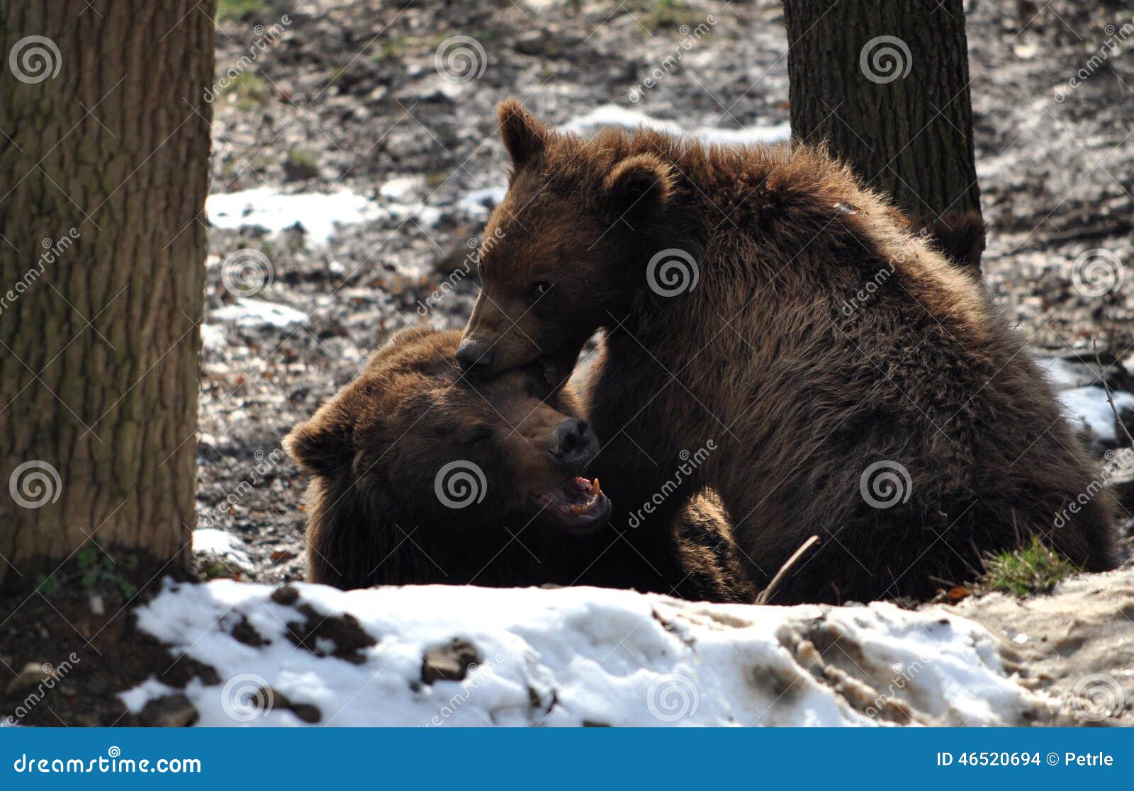 Bear in winter stock photo. Image of snow, nature, beast - 46520694