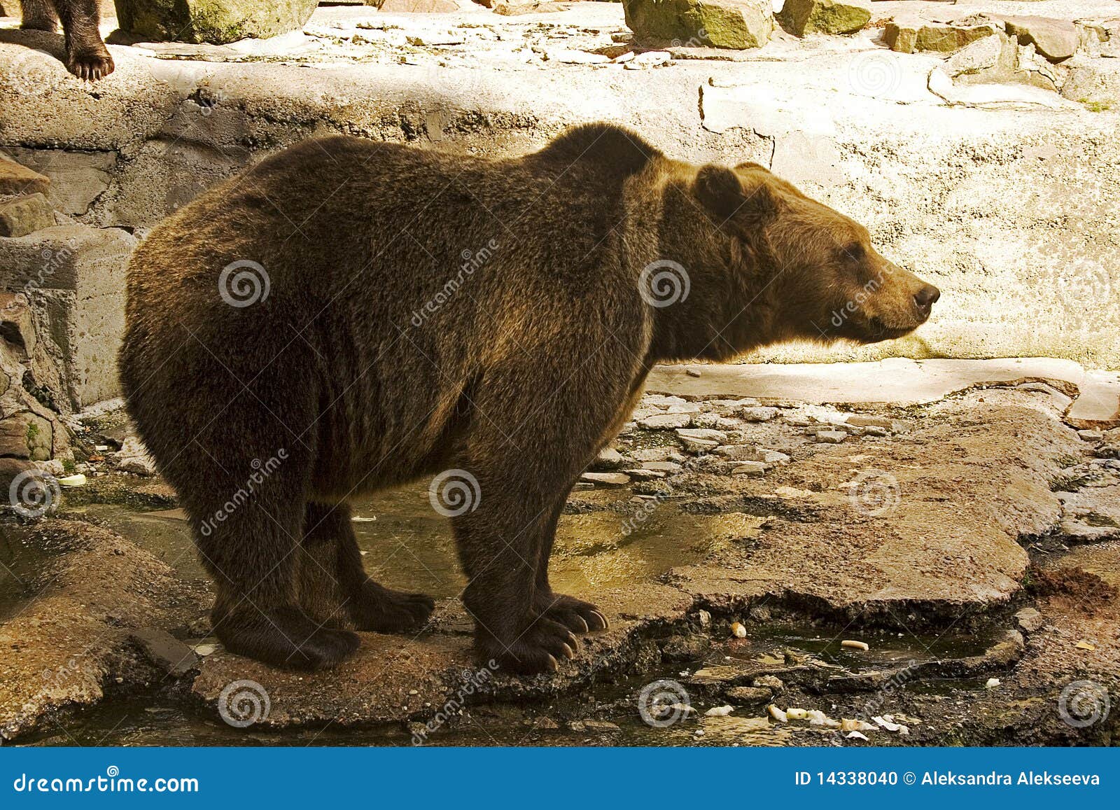 Bear in zoo stock photo. Image of side, stone, bear, rock - 14338040