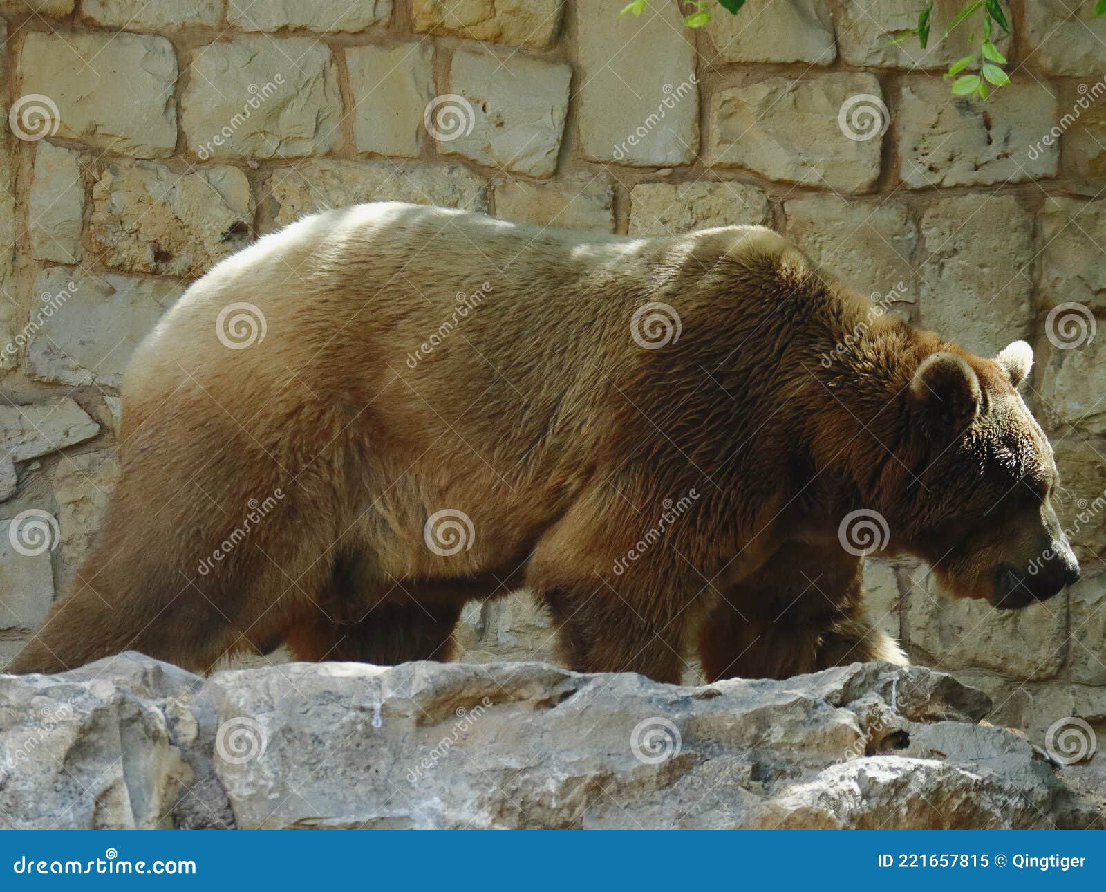 Bear in the Zoo. Broun Bear Stock Image - Image of animals, animal ...