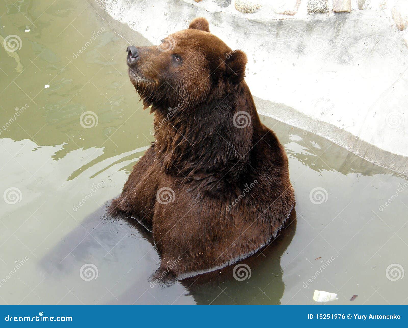Bear in zoo of Moscow stock photo. Image of predator - 15251976