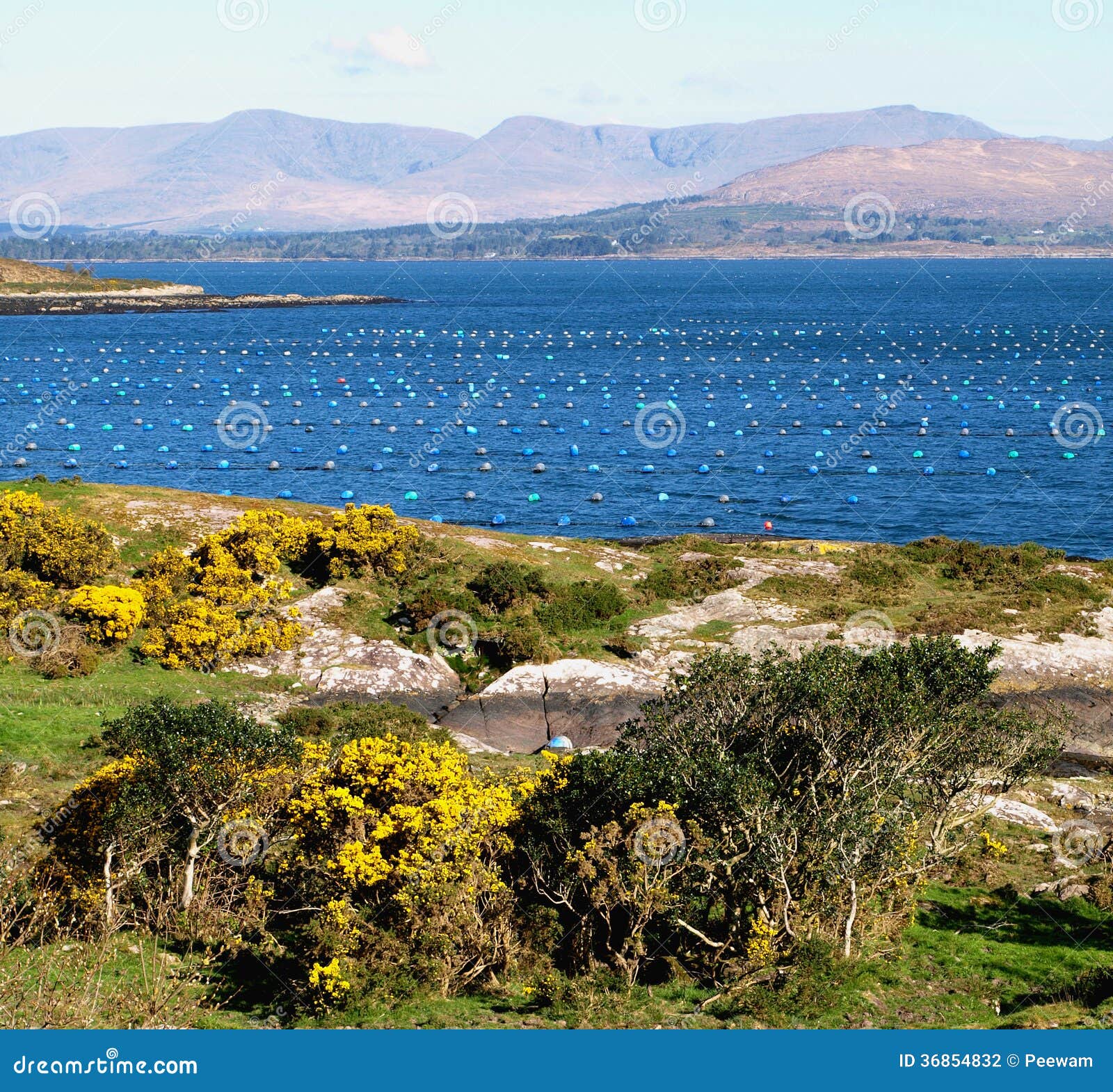 Mussel Farm on the Beara Peninsula, Ireland Stock Photo - Image of ...