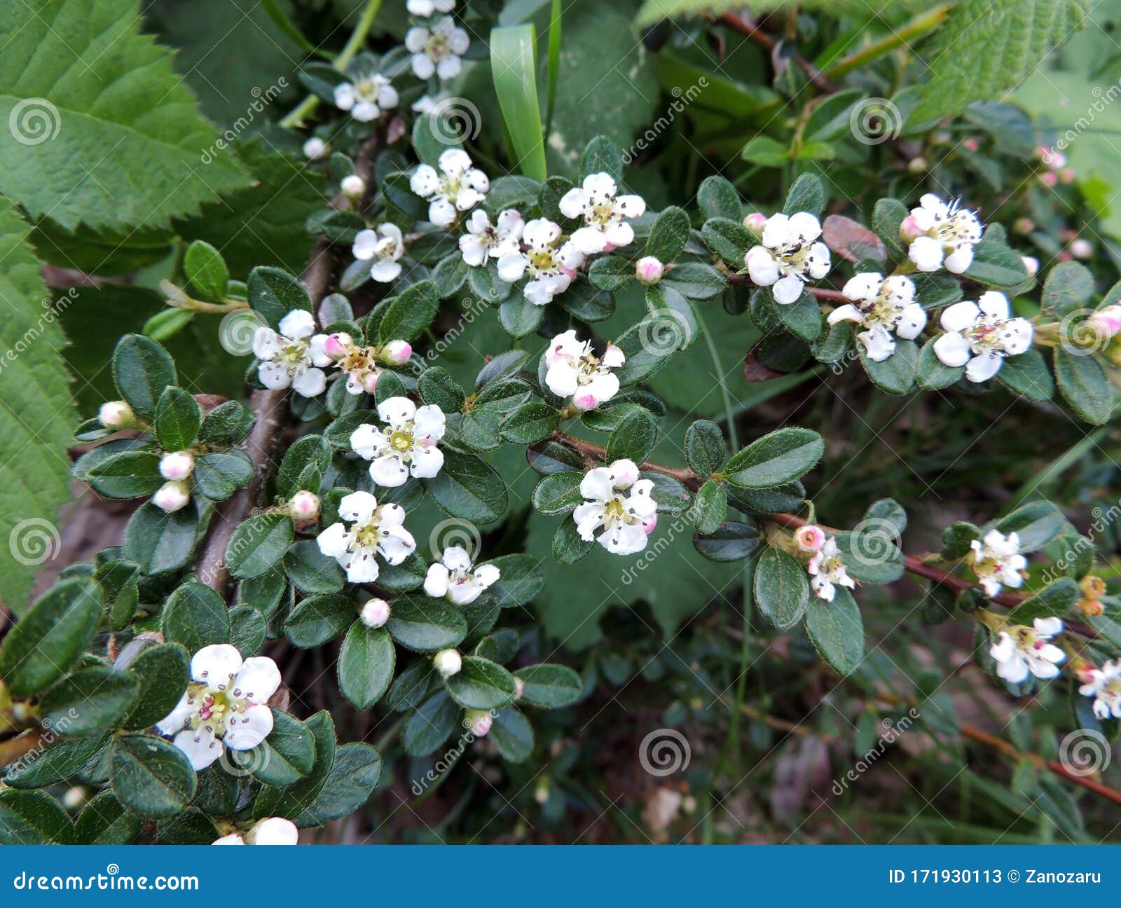 Bearberry Cotoneaster, Cotoneaster Dammeri Stock Image - Image of ...