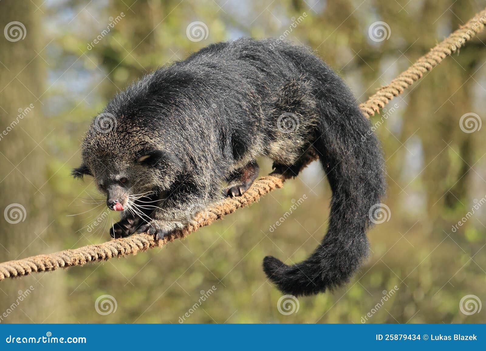 Bearcat stock photo. Image of mammal, nature, palawan - 25879434