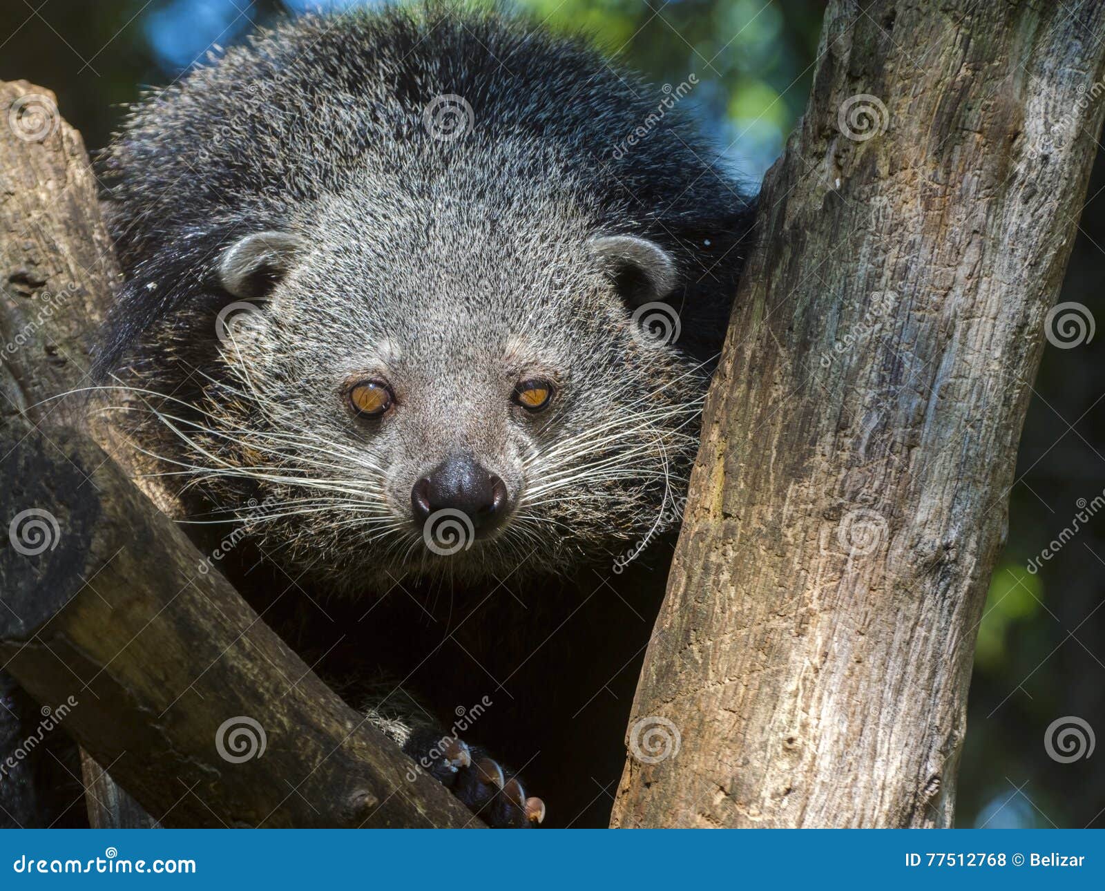 Bearcat of Binturong stock photo. Image of carnivore - 77512768
