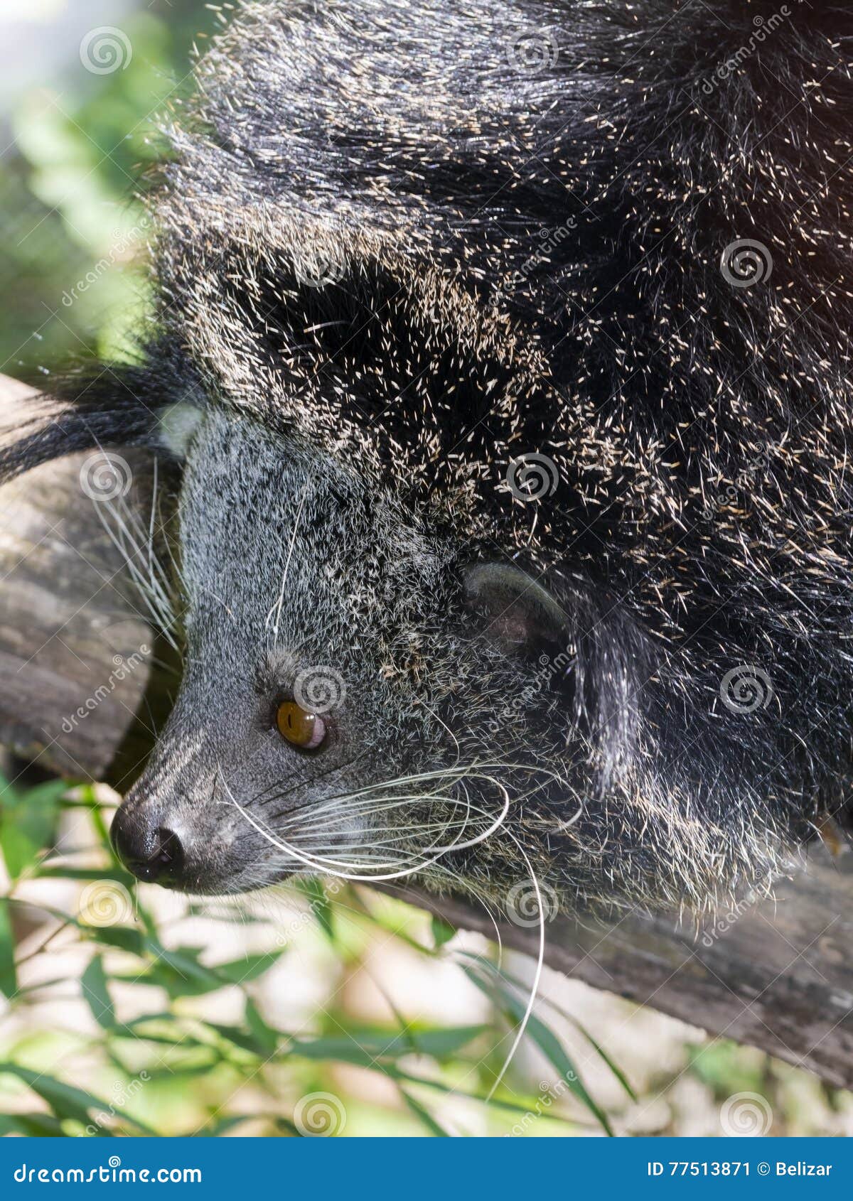 Bearcat of Binturong stock image. Image of black, arctictis - 77513871