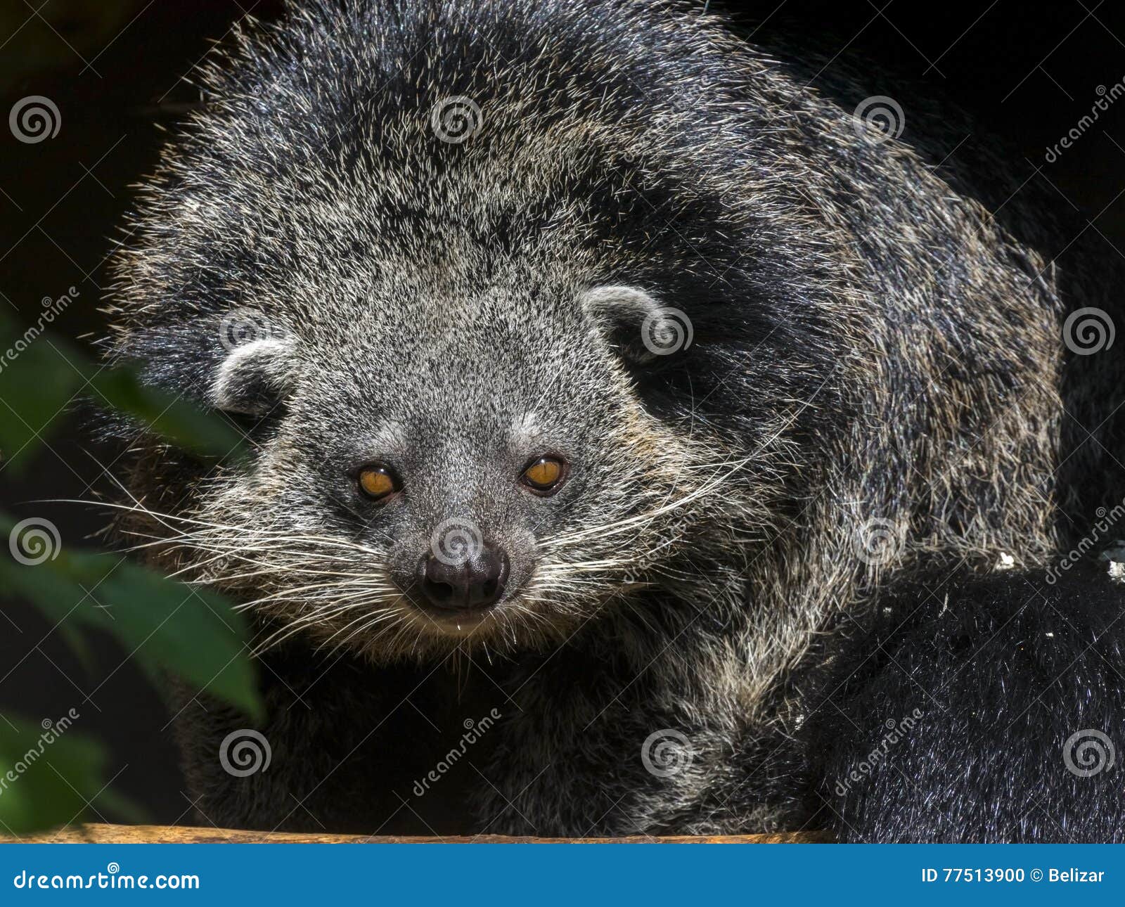 Bearcat of Binturong stock photo. Image of gray, carnivora - 77513900