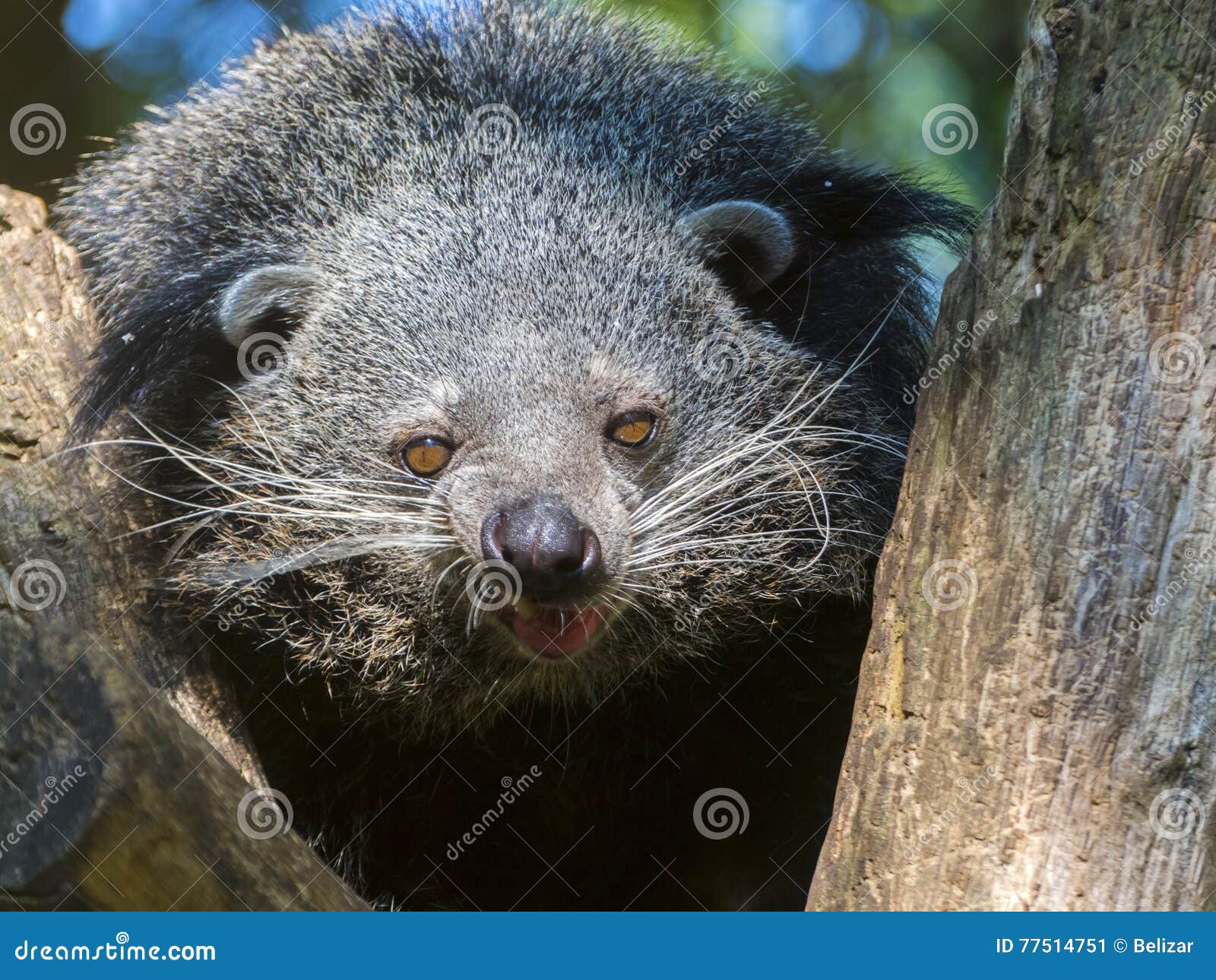 Bearcat of Binturong stock image. Image of black, gray - 77514751